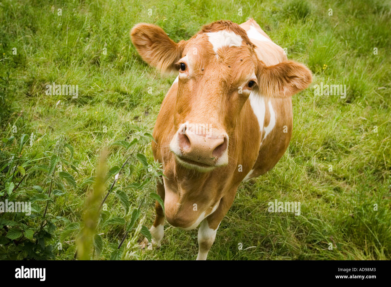 Quizzical cow hi-res stock photography and images - Alamy