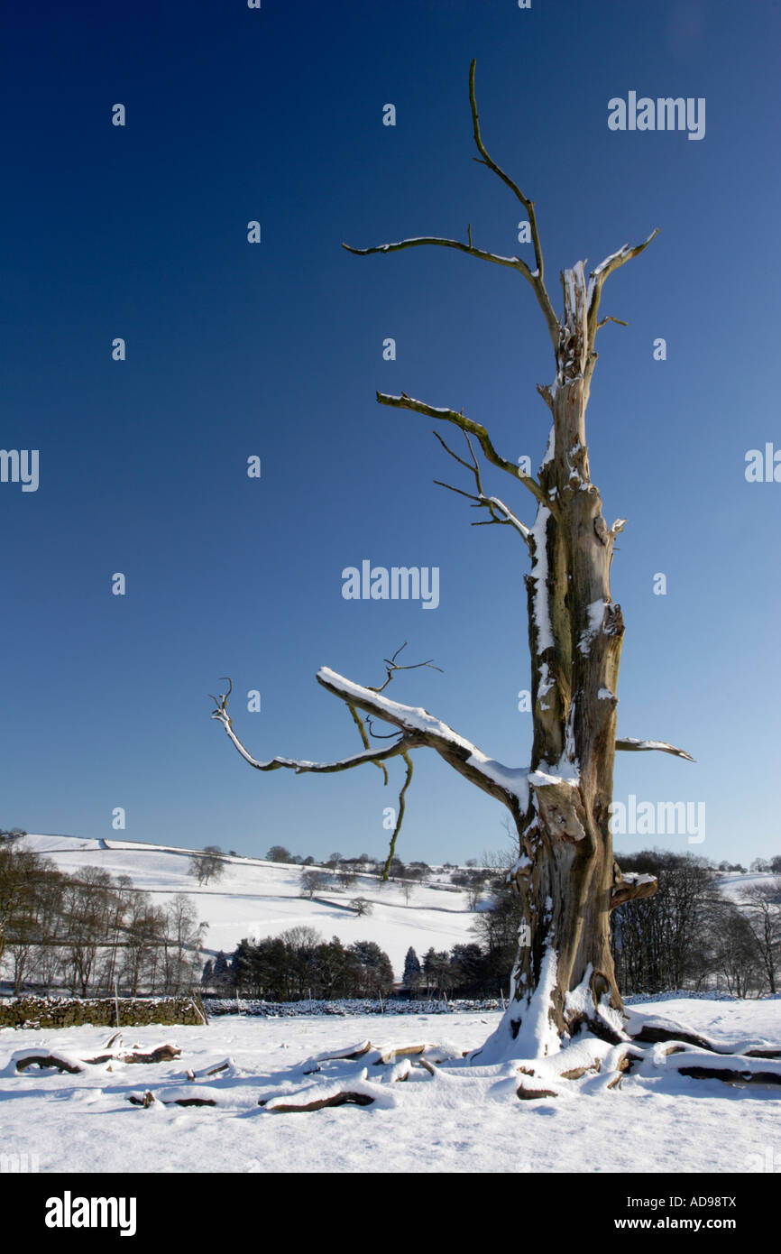 Dead tree in snow Stock Photo - Alamy
