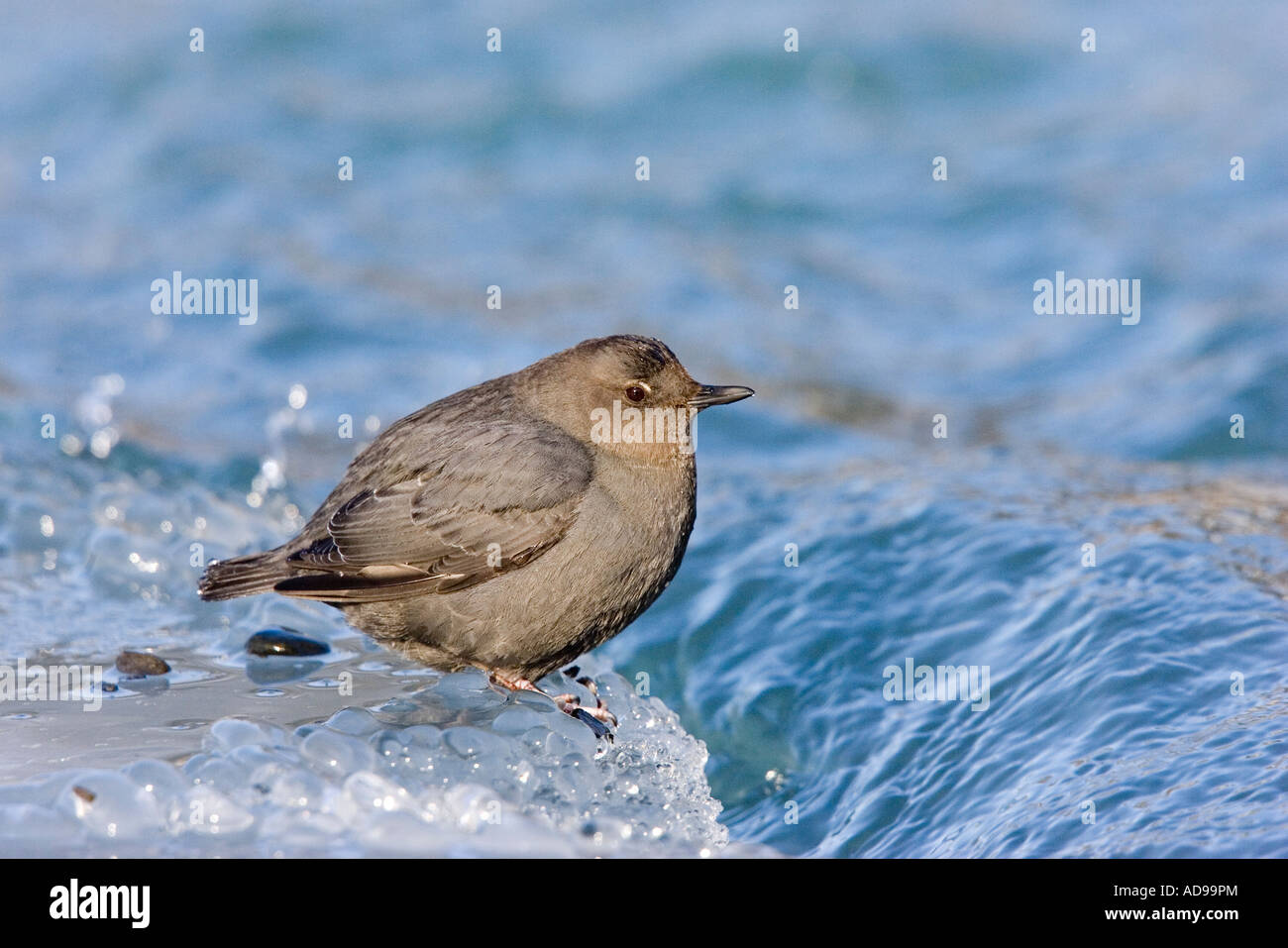 American Dipper Cinclus mexicanus Soldatna Kenai Peninsula ALASKA ...