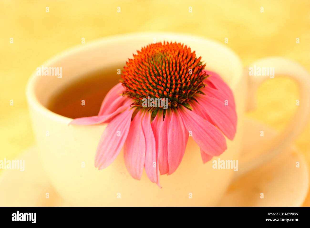 Purple coneflowers infusion (Echinacea purpurea Stock Photo - Alamy