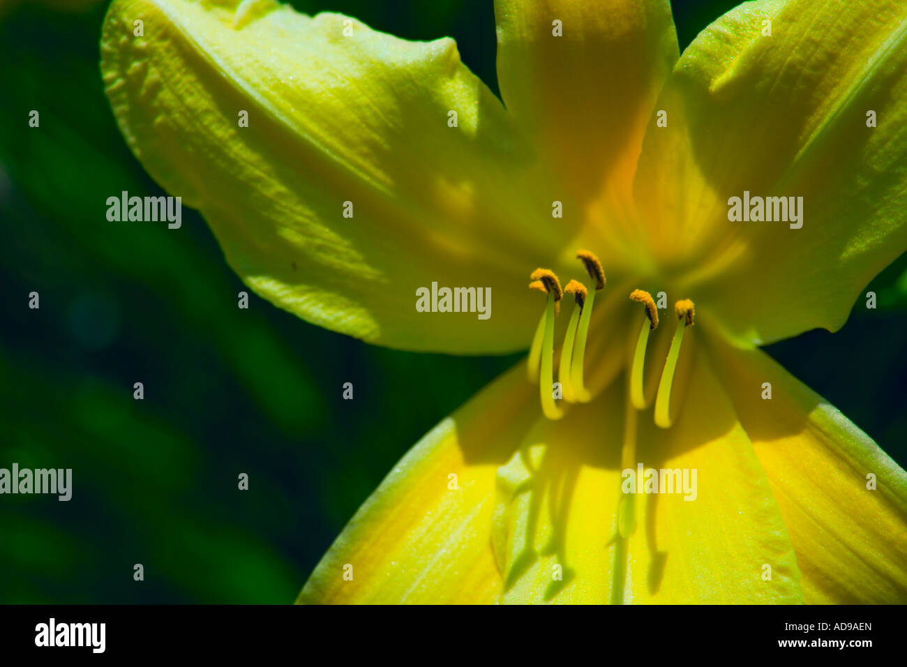 yellow lily closeup Stock Photo - Alamy
