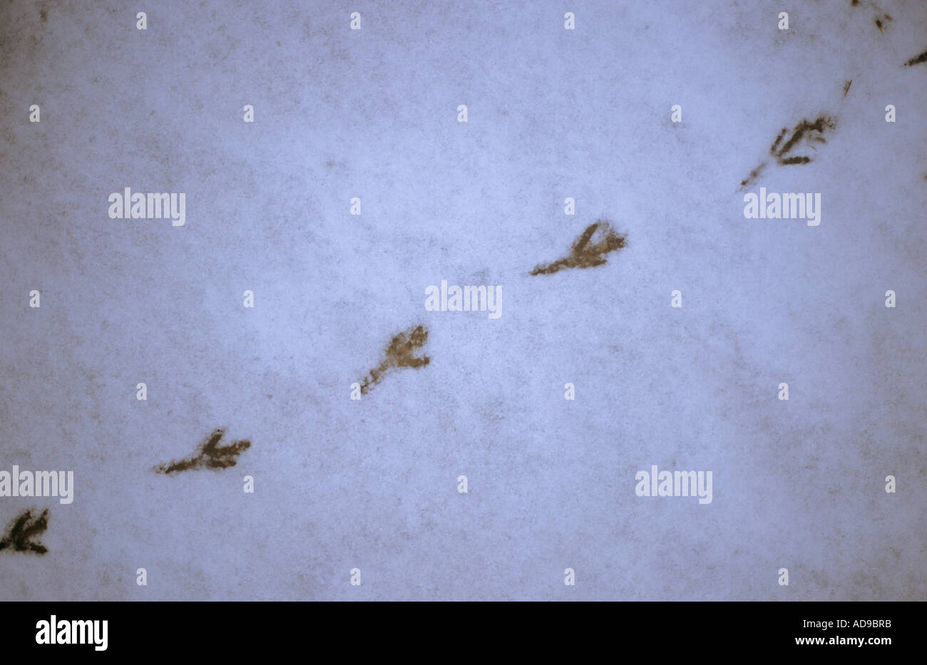 Bird footprints in snow Stock Photo - Alamy