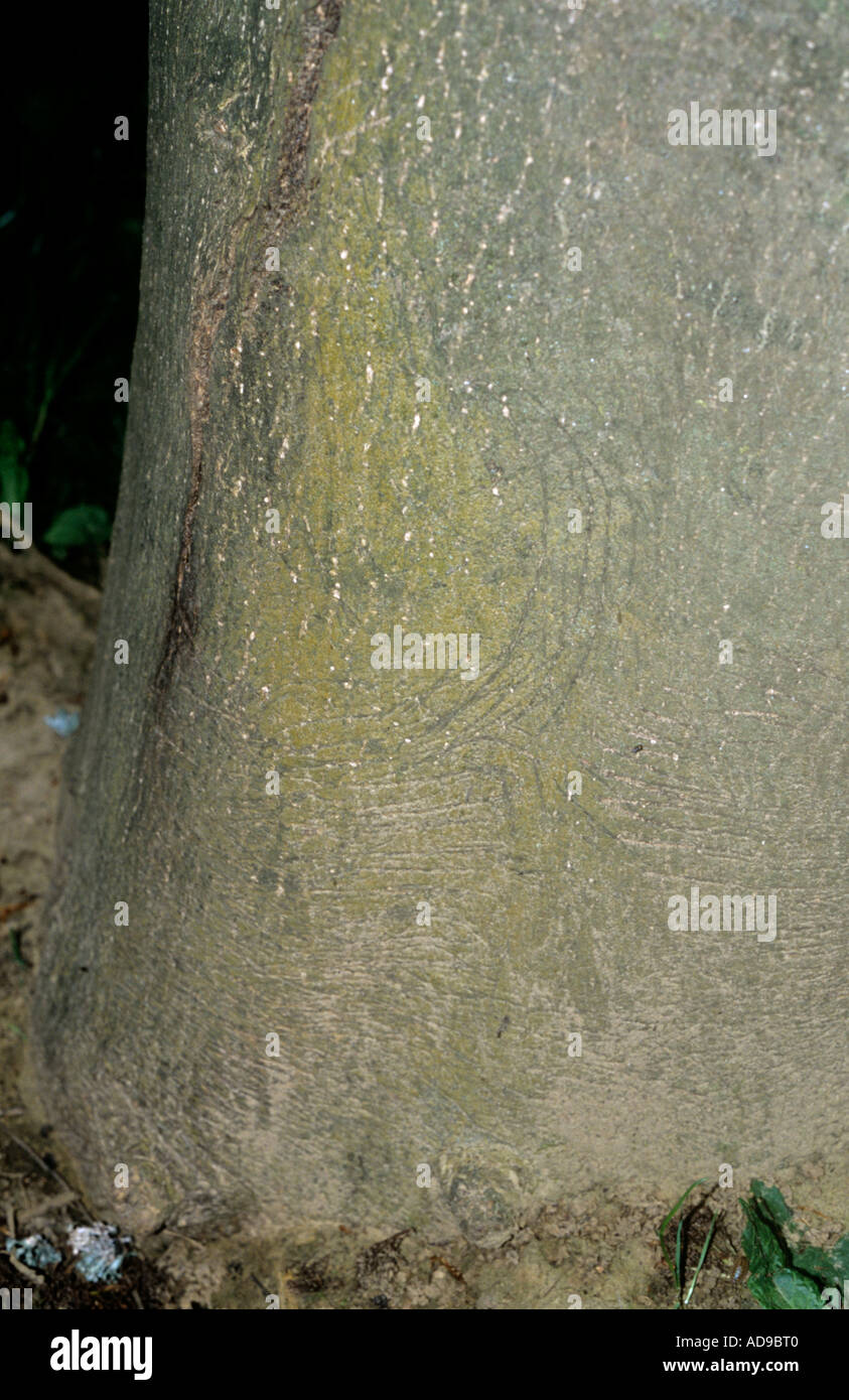 Badger scratches on tree outside sett Dorset Stock Photo - Alamy