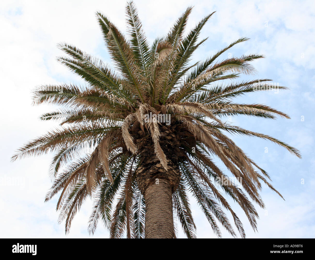 Palm tree at Glyfada, Athens Stock Photo - Alamy