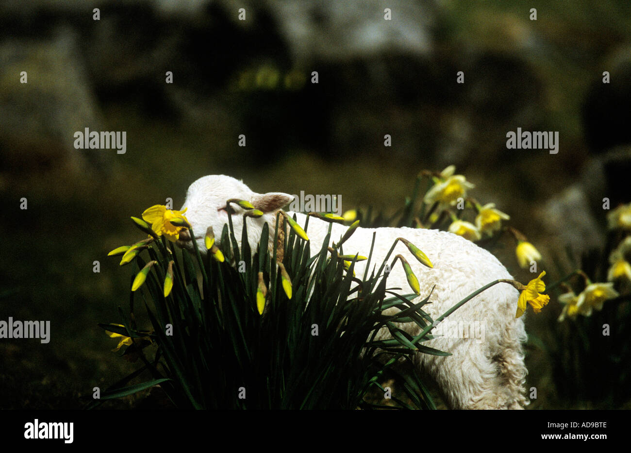 Cute lamb daffodil hi-res stock photography and images - Alamy