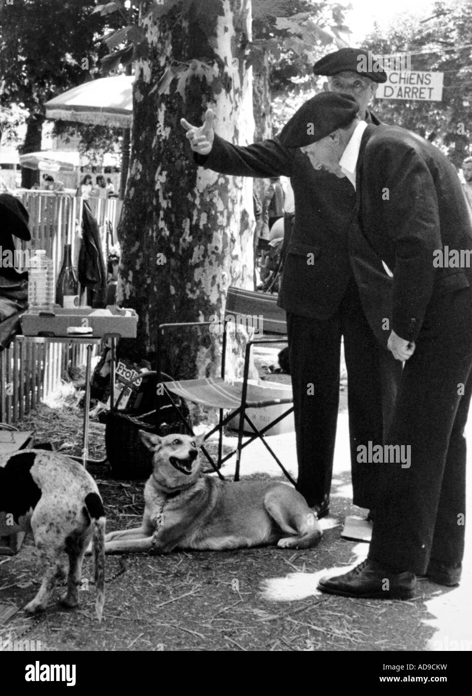 Old male dog Black and White Stock Photos & Images - Alamy
