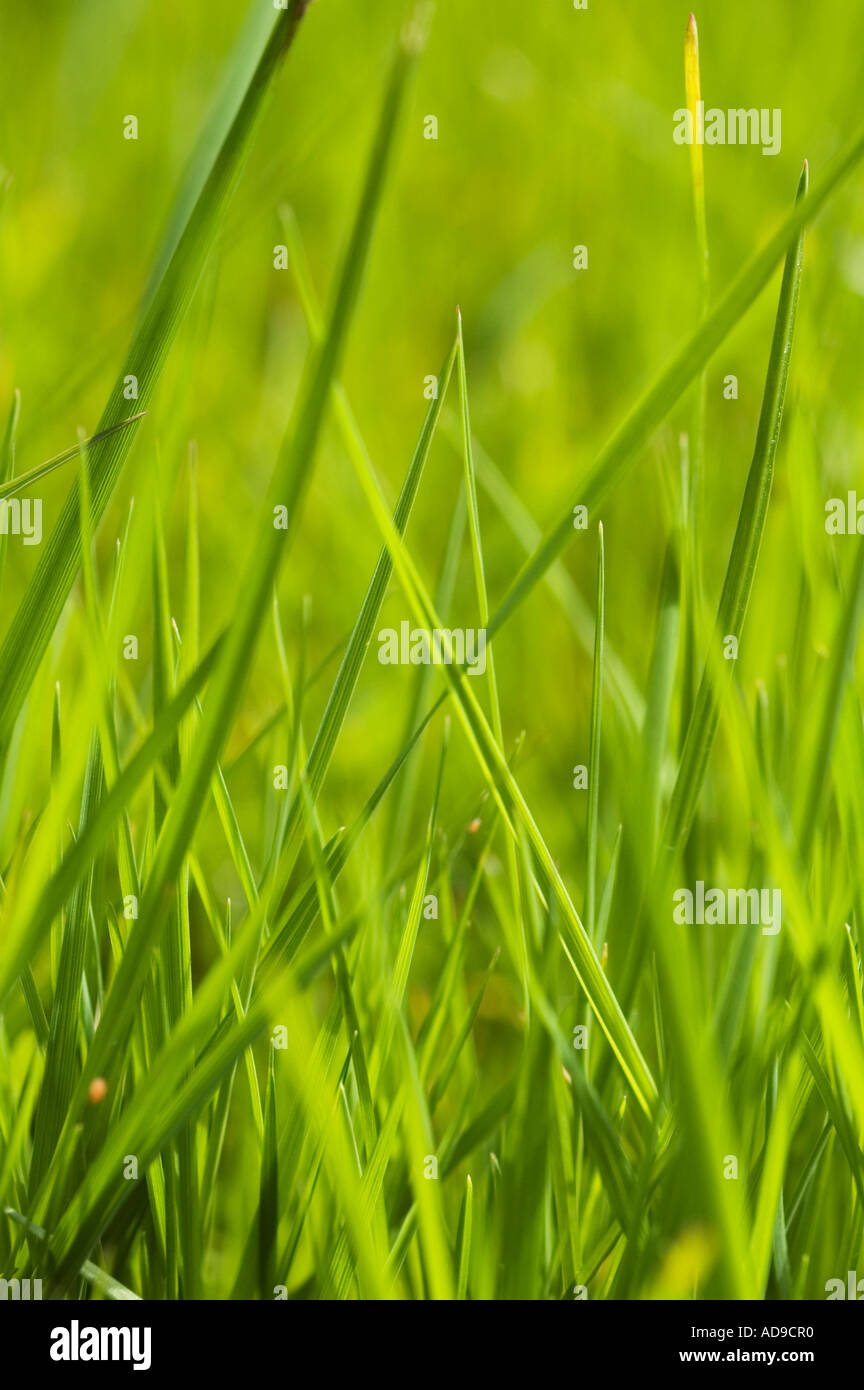Fever grass hi-res stock photography and images - Alamy