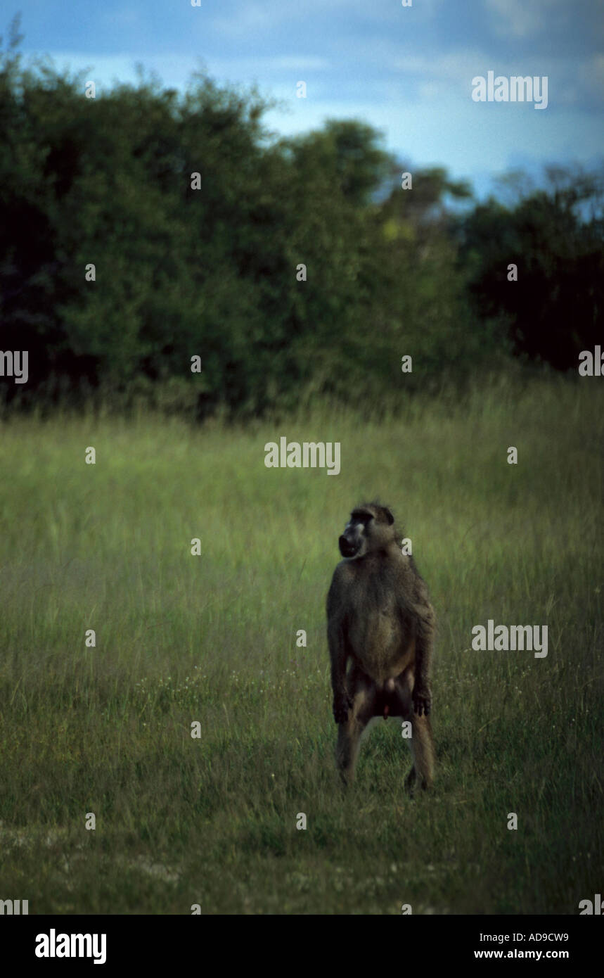 Chacma baboon standing hi-res stock photography and images - Alamy