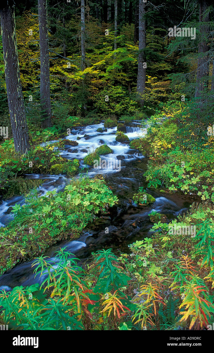 Roaring River Willamette National Forest Oregon USA Stock Photo - Alamy