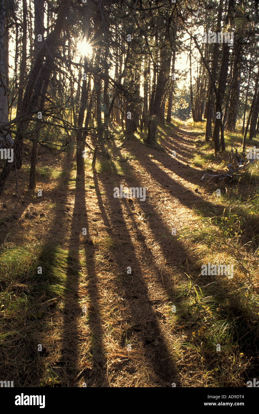 The old Oregon Trail at Deadman Pass Oregon Trail Blue Mountain ...