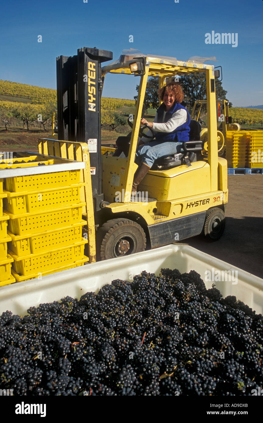 Kathy Joseph of Adea Vineyards using forklift to load bins of Pinot ...