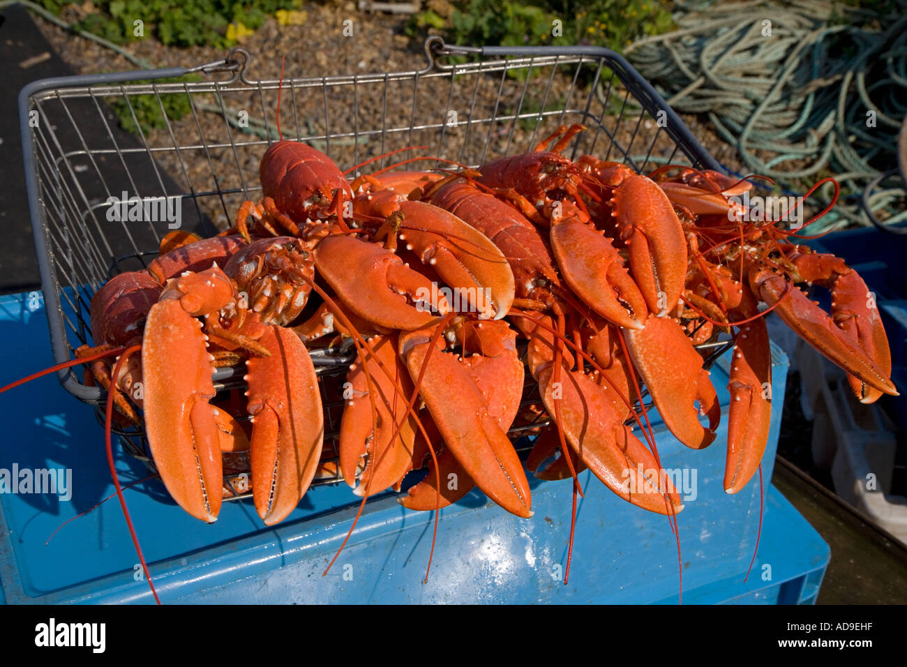 Lobster Catch Aldeburgh Suffolk UK Stock Photo - Alamy