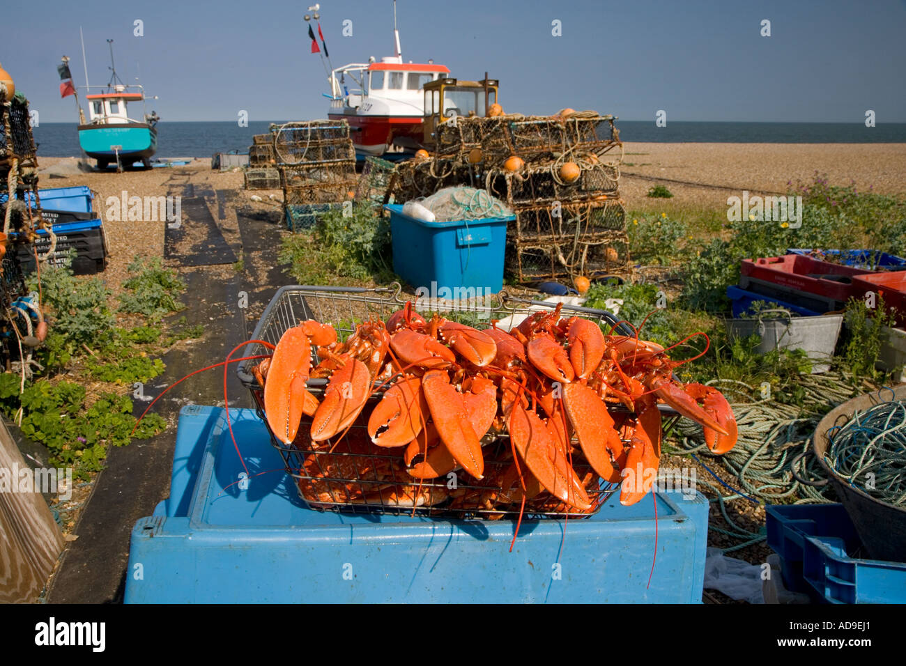 East coast uk lobster hi-res stock photography and images - Alamy