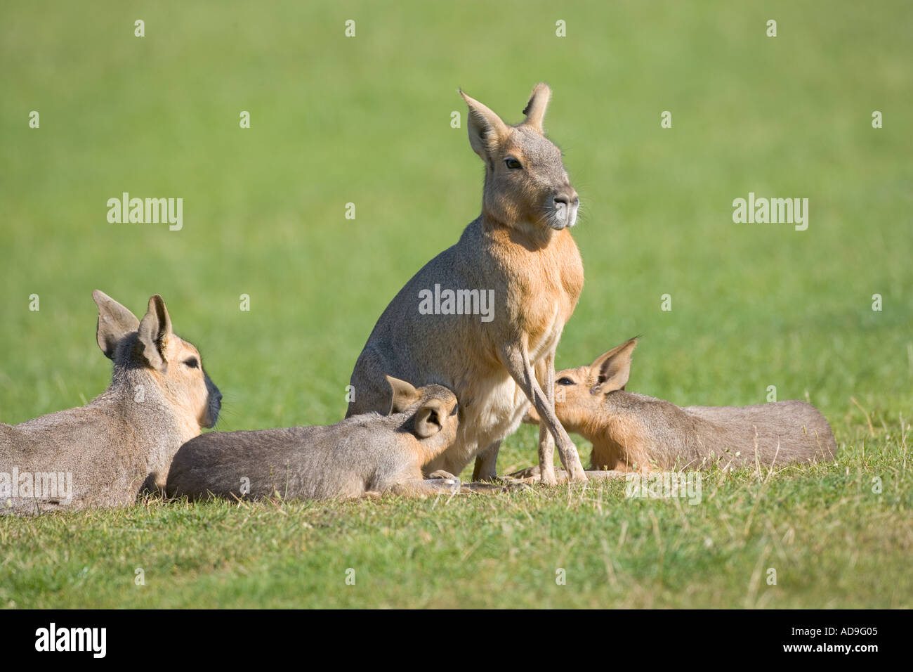 Patagonian hare or Patagonian Mara Dolichotis patagonian adult with ...