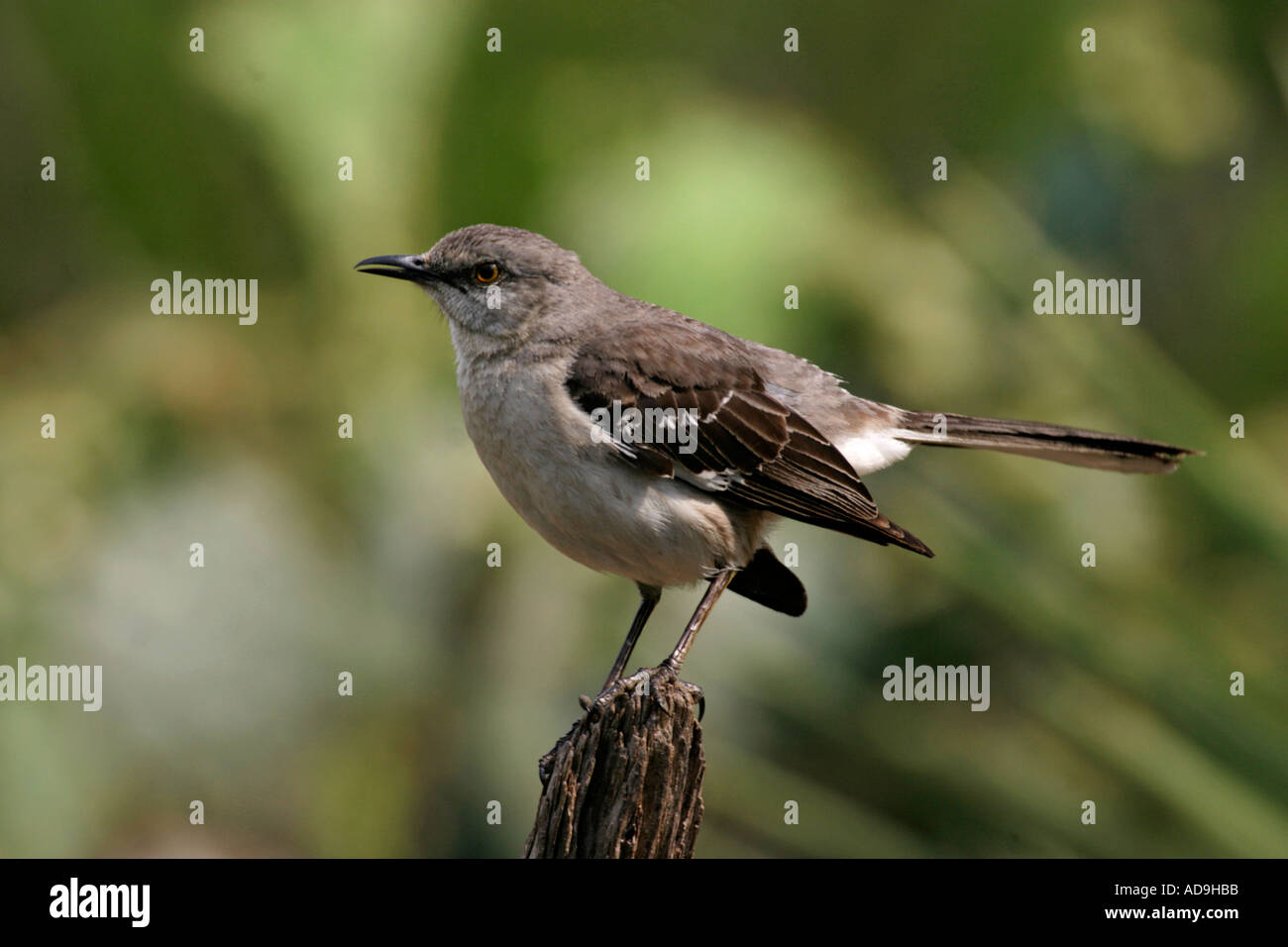 Mockingbird valley hi-res stock photography and images - Alamy