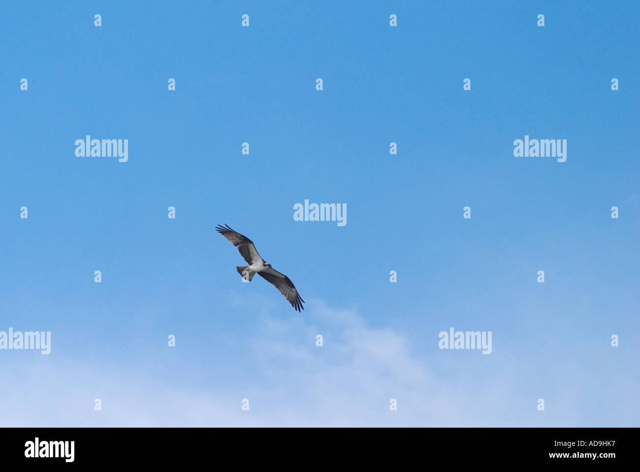 Osprey flying over Myakka River State Park Sarasota Florida Stock Photo ...