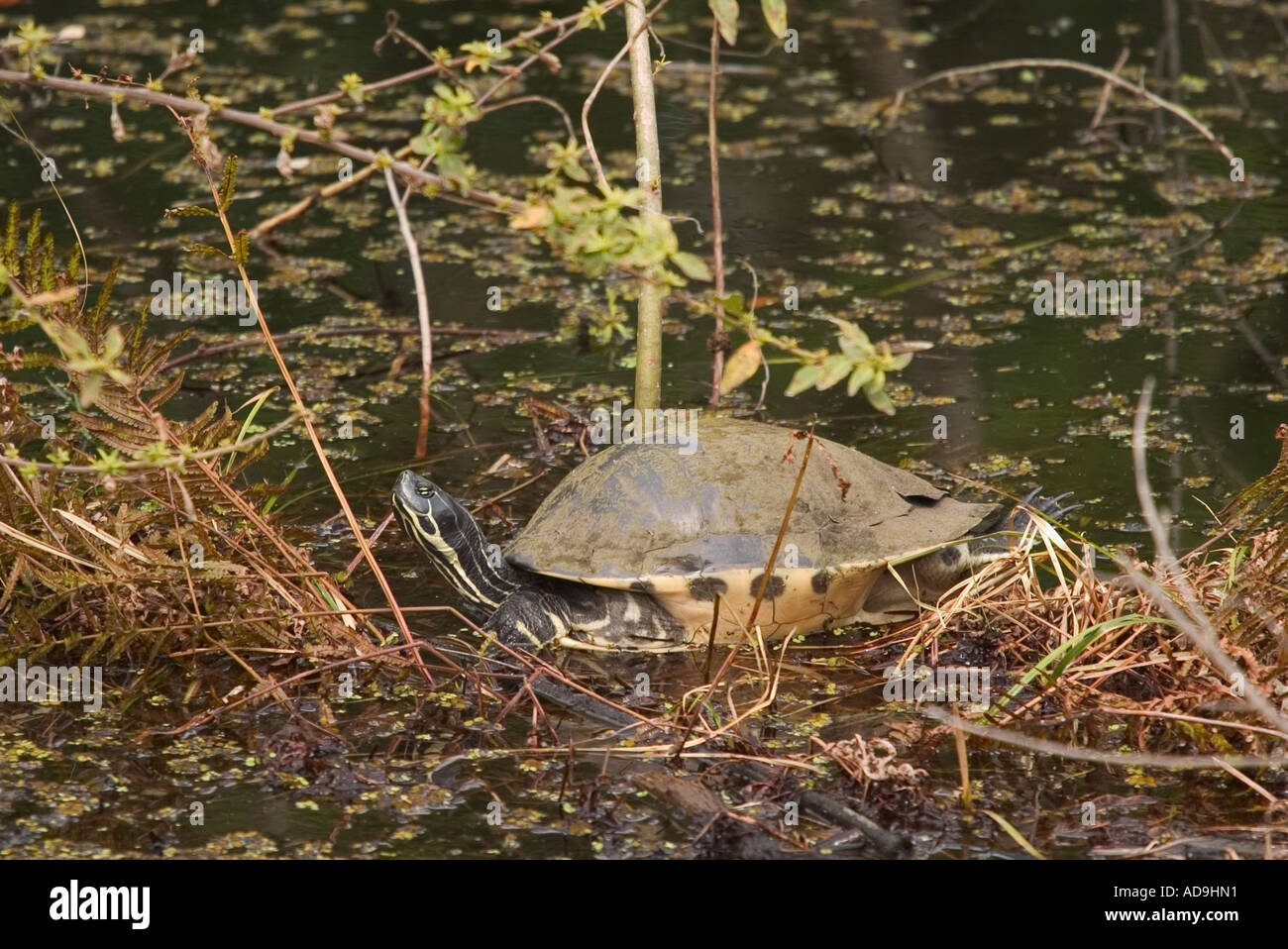 Turtle in Myakka River State Park Sarasota Florida Stock Photo - Alamy