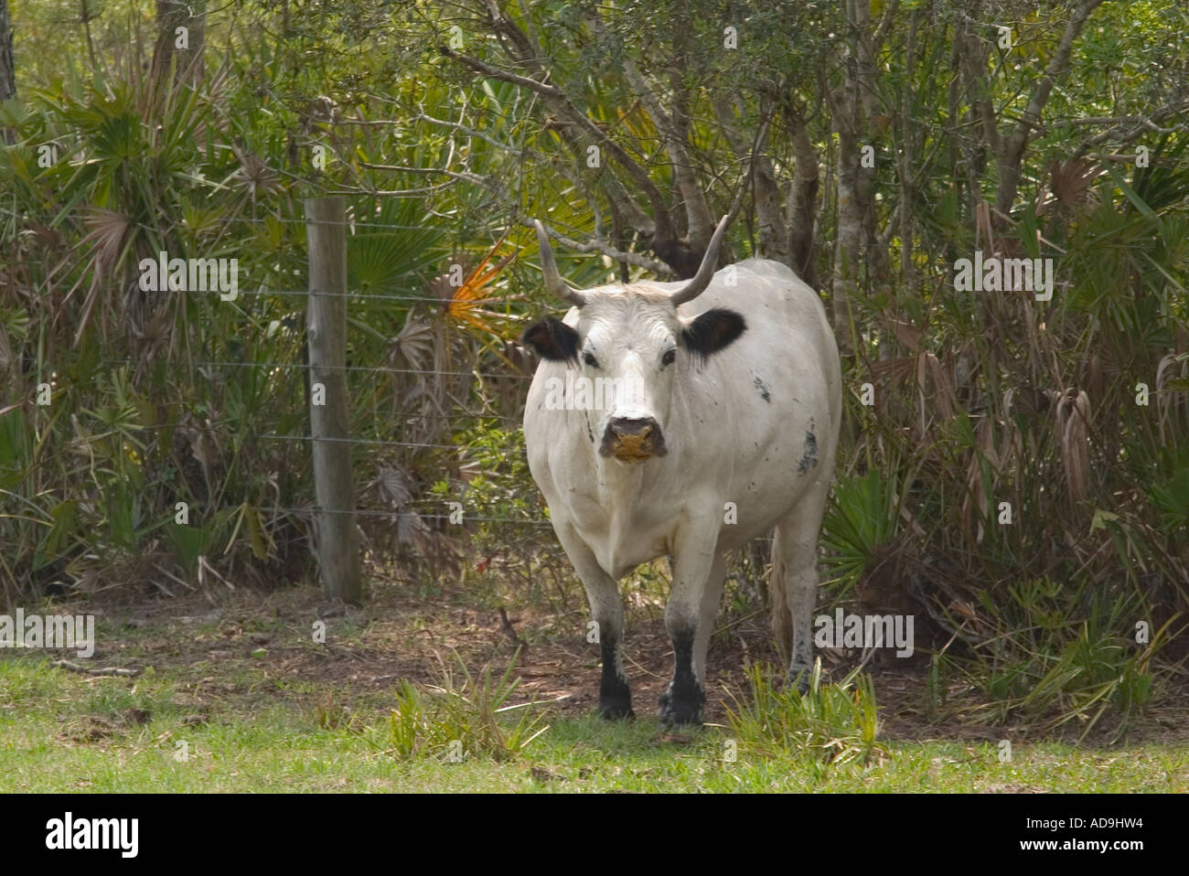 Florida Cracker Cow at Babcock Wilderness Adventures ranch in Punta ...