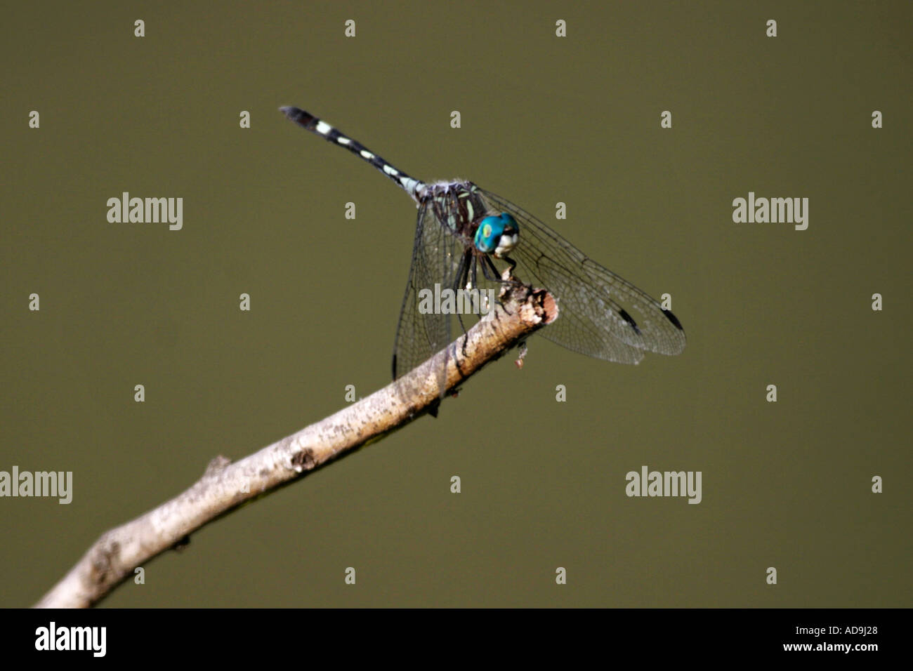 Texas birdwatching hi-res stock photography and images - Alamy