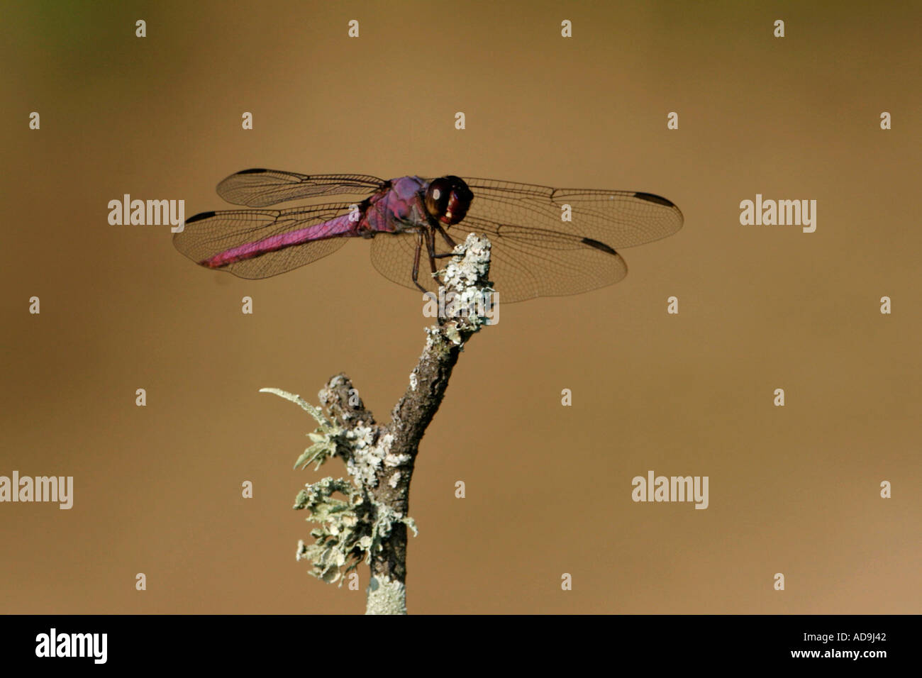 Texas birdwatching hi-res stock photography and images - Alamy