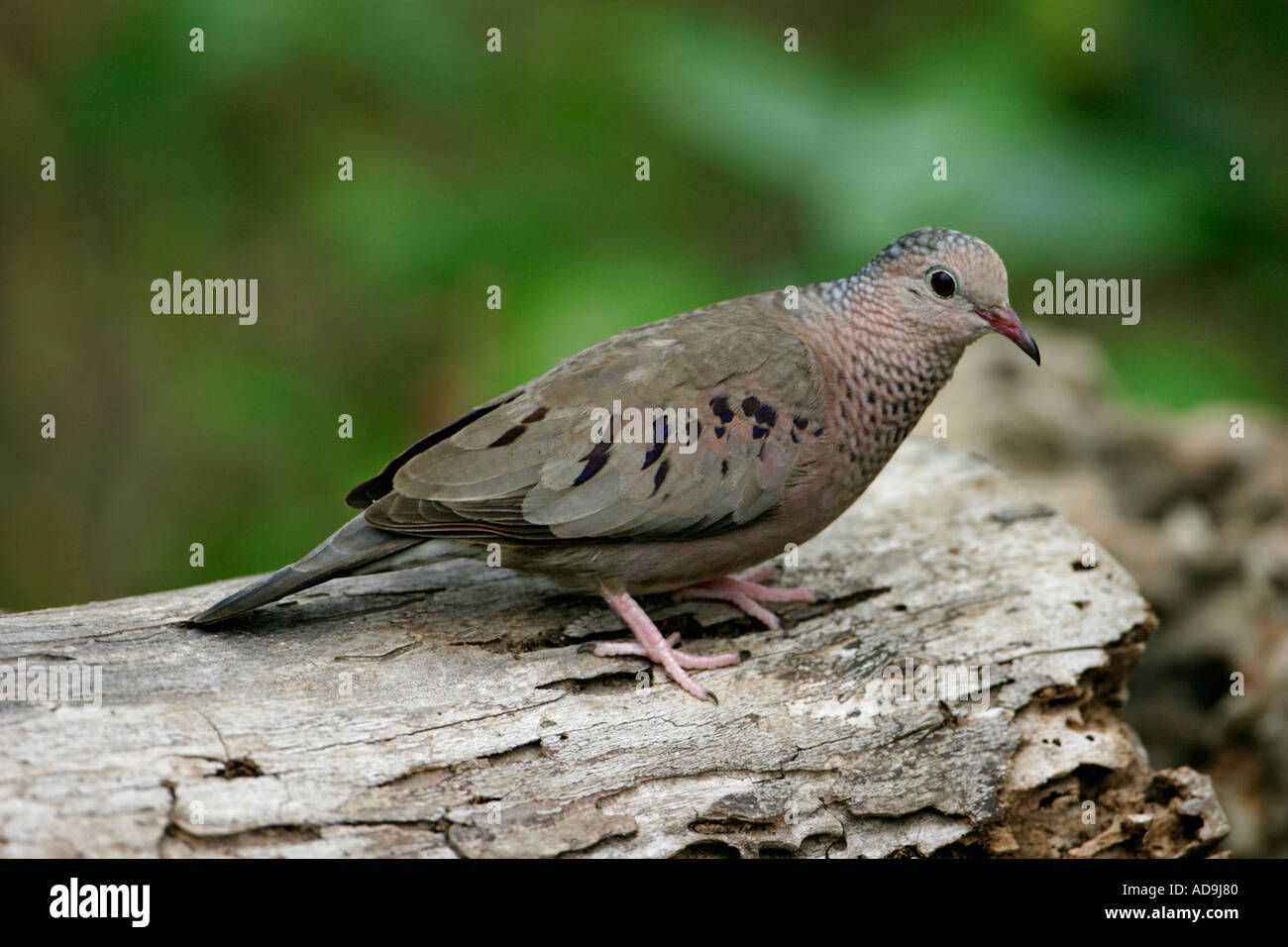 Common ground dove Stock Photo - Alamy