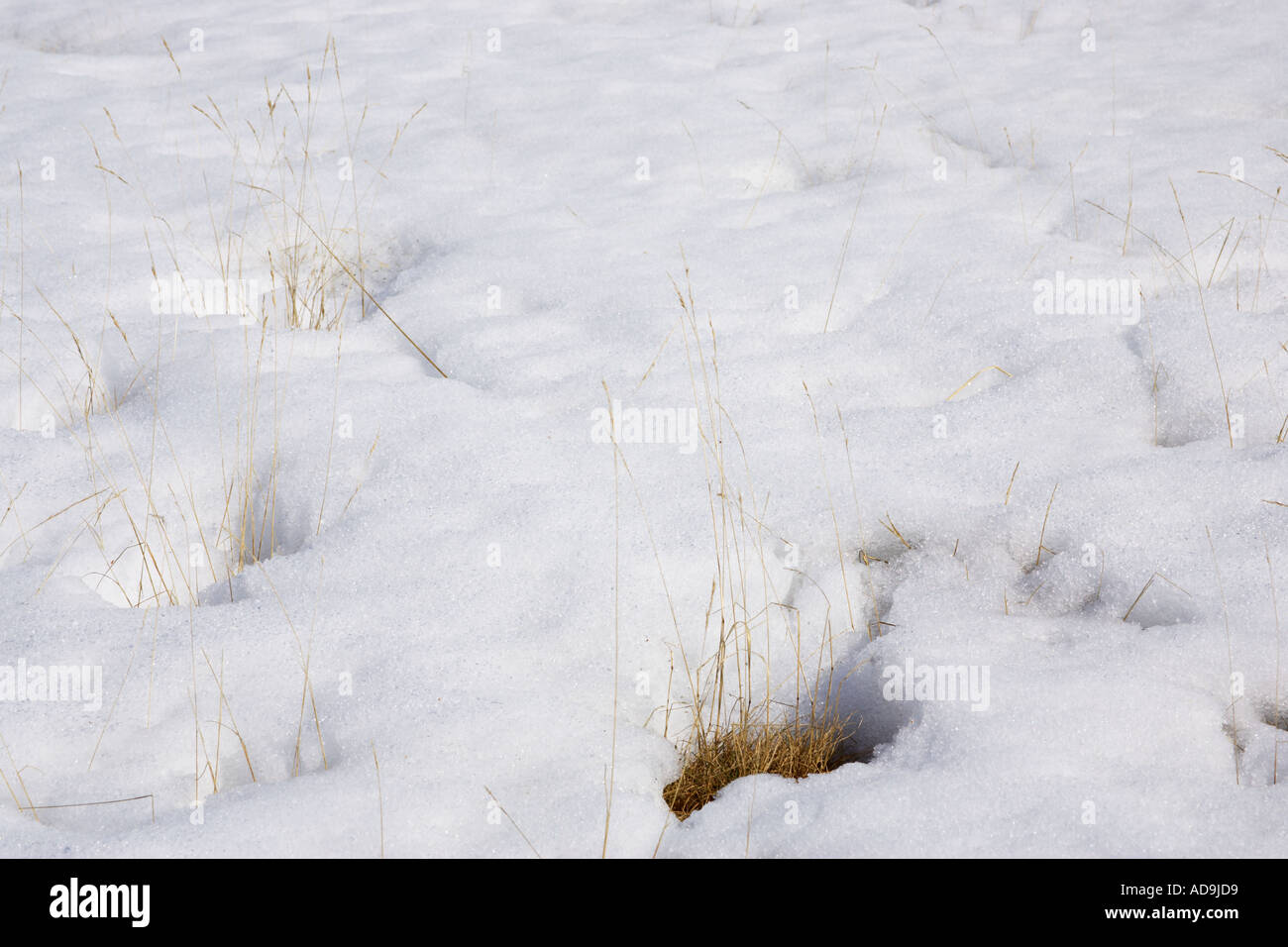 Grass poking through snow hi-res stock photography and images - Alamy