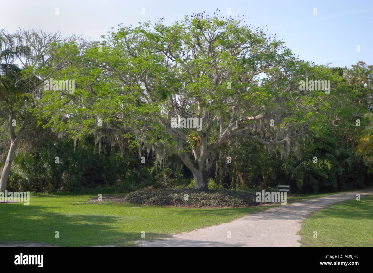 Historic Spanish Point Osprey Florida Stock Photo - Alamy