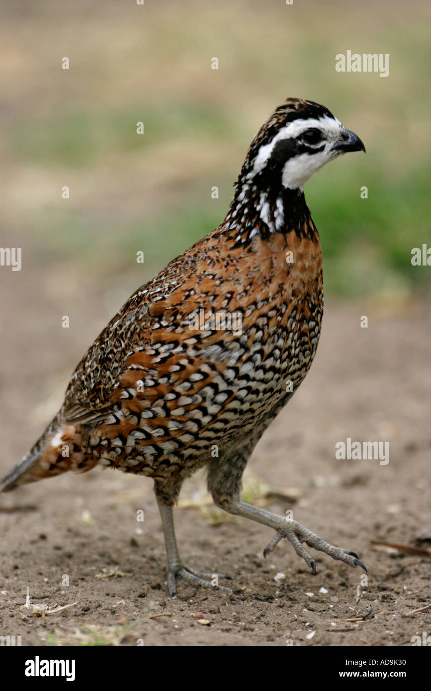 Male Northern Bobwhite Stock Photo - Alamy