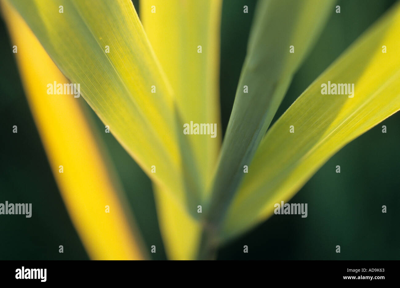 Leaves of common reed hi-res stock photography and images - Alamy