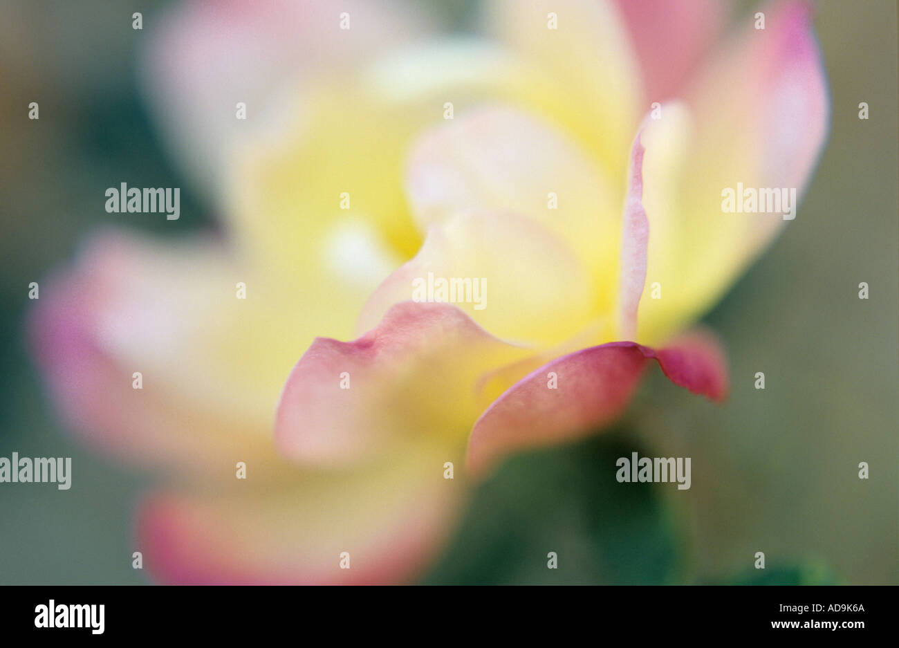 Close up from above and to the side of a flower head of a semi double ...