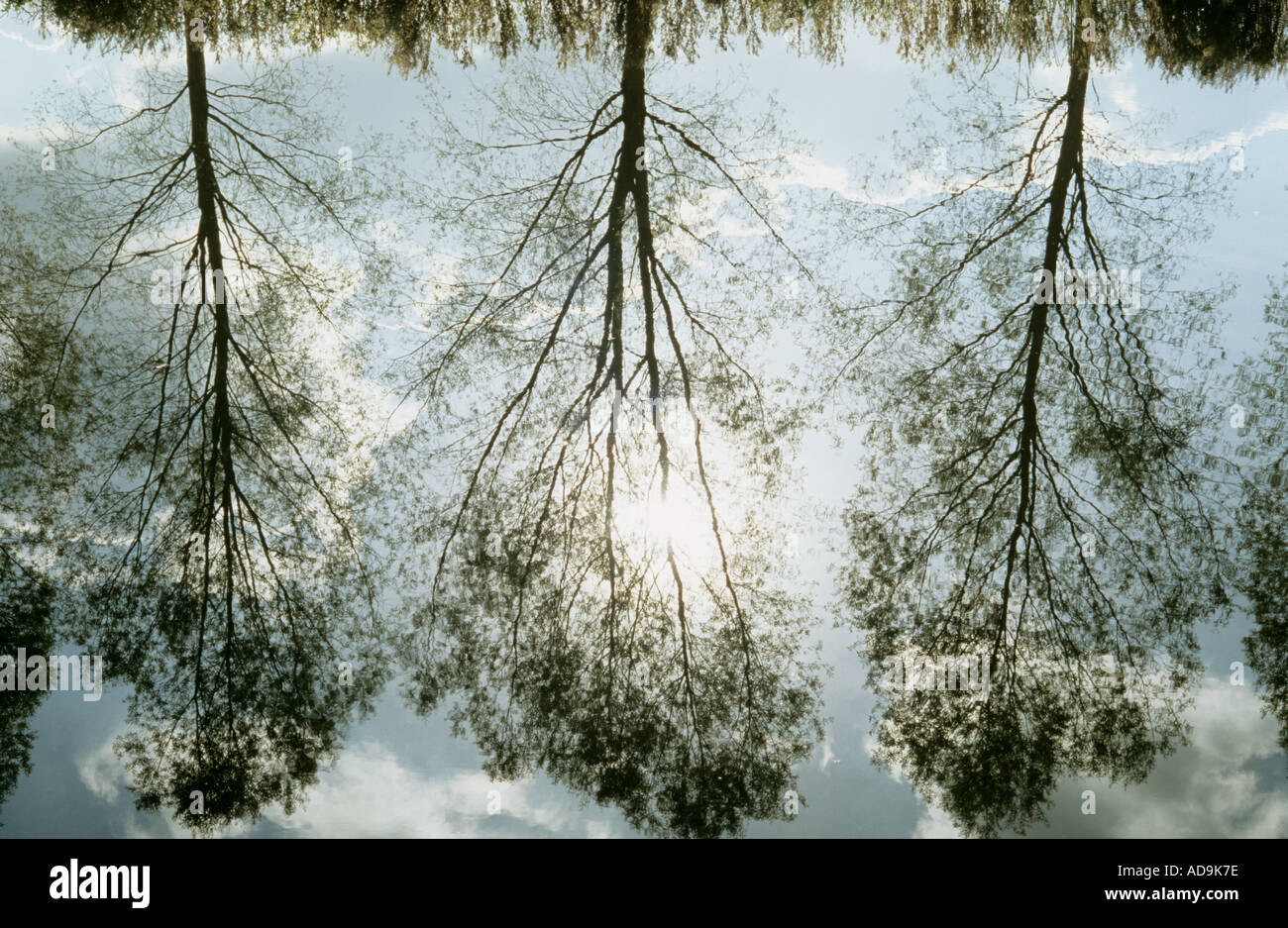 Reflections in river of three Black poplar or Populus nigra trees on ...