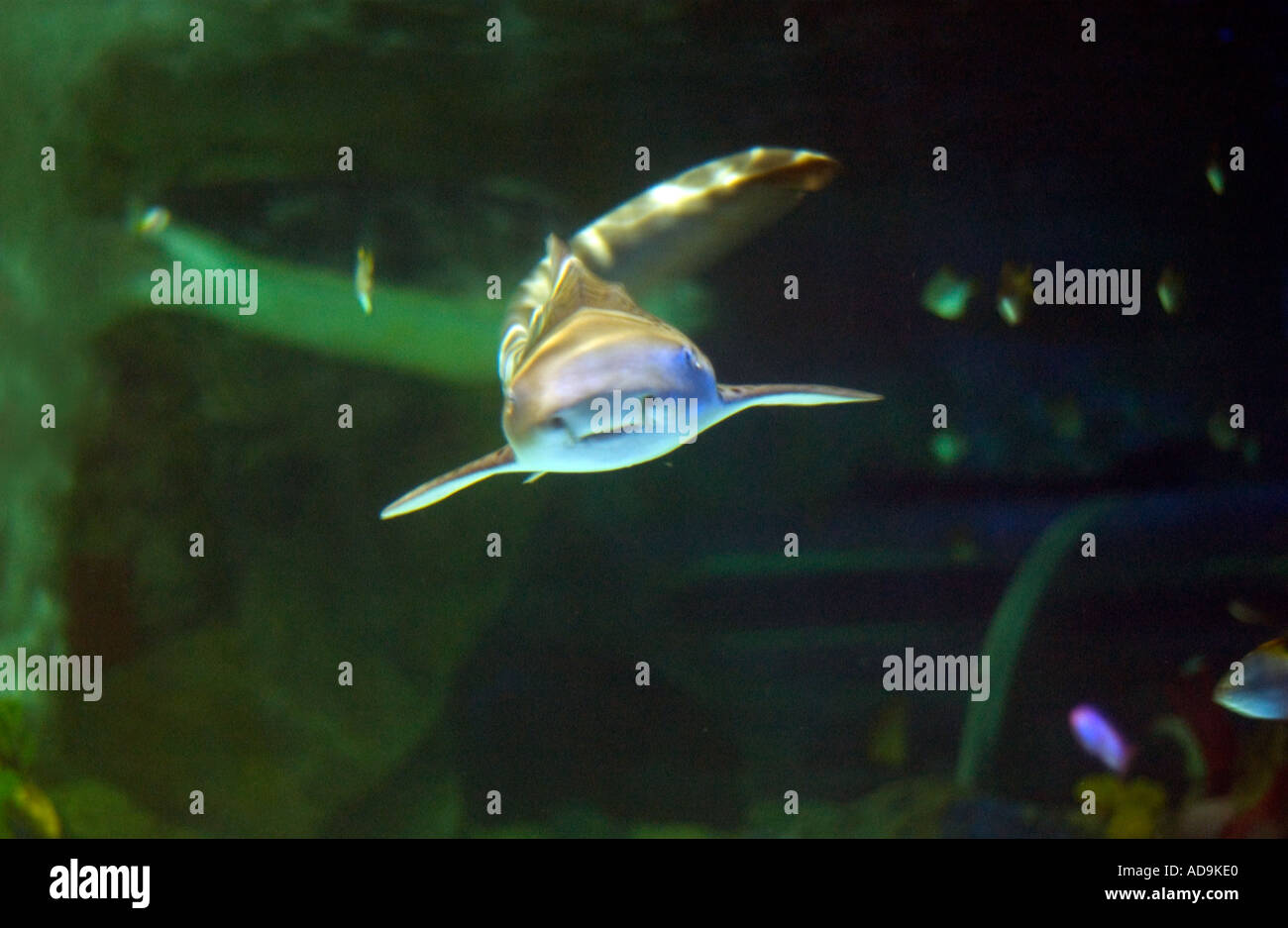 Shy shark hi-res stock photography and images - Alamy