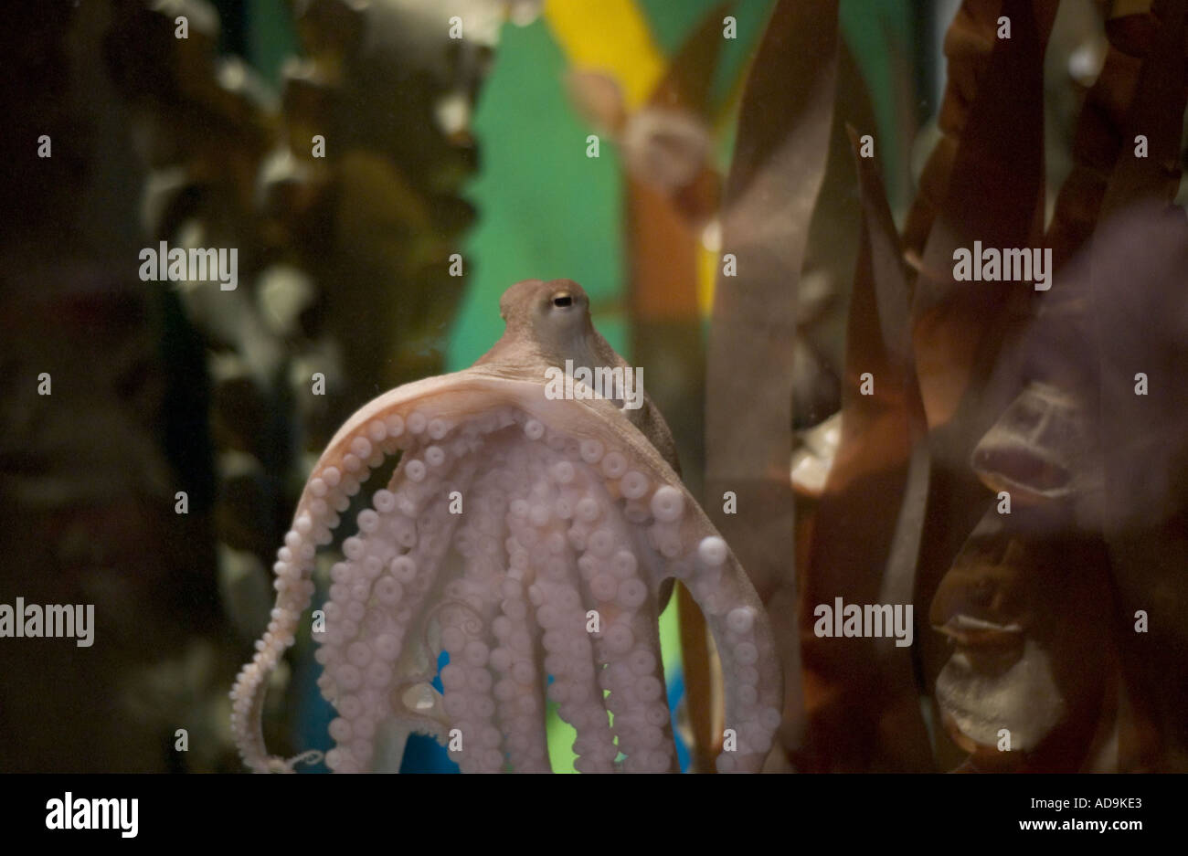 Octopus in a fish tank Stock Photo - Alamy