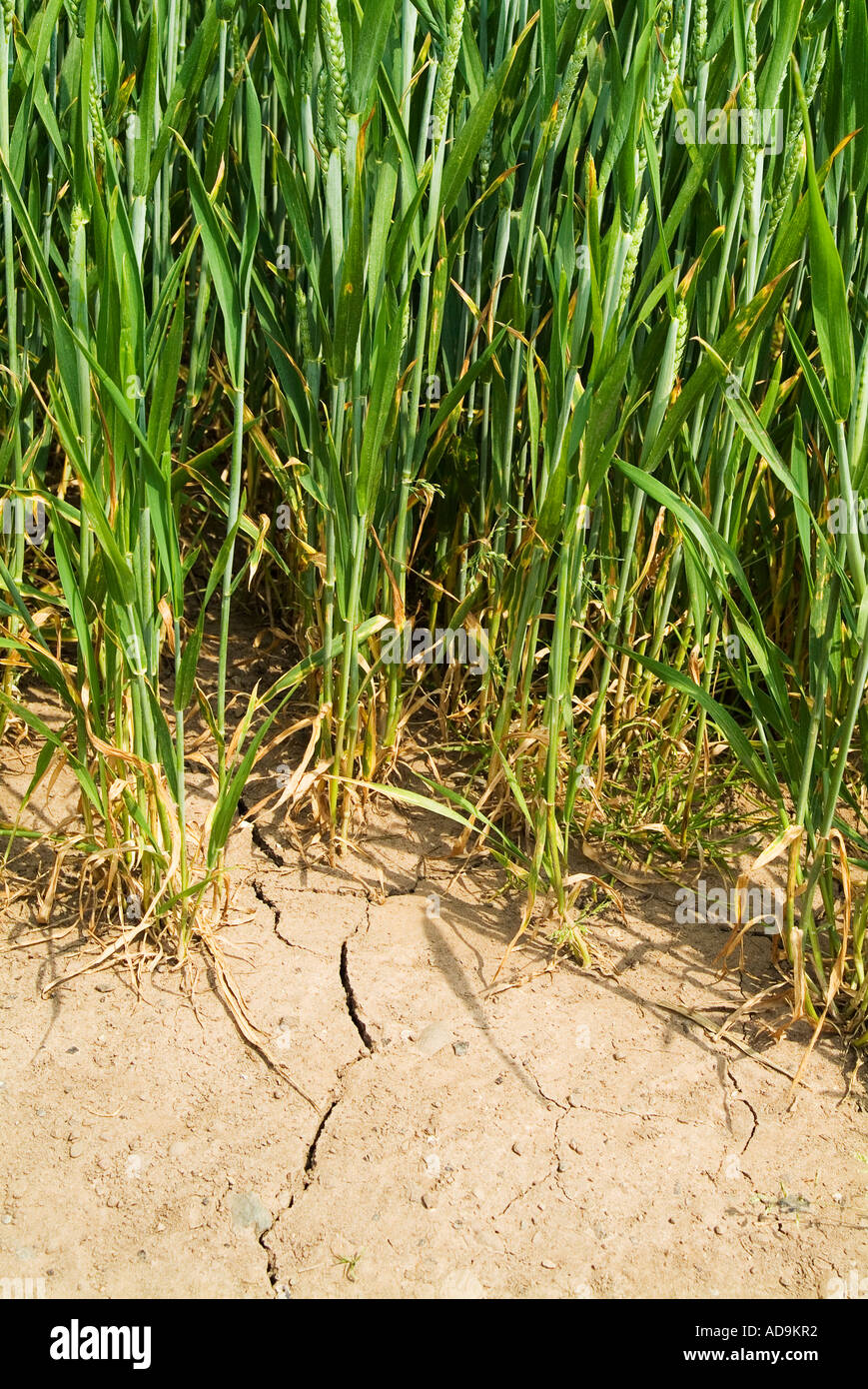 Soil cracking through drought conditions in field of barley crops near ...
