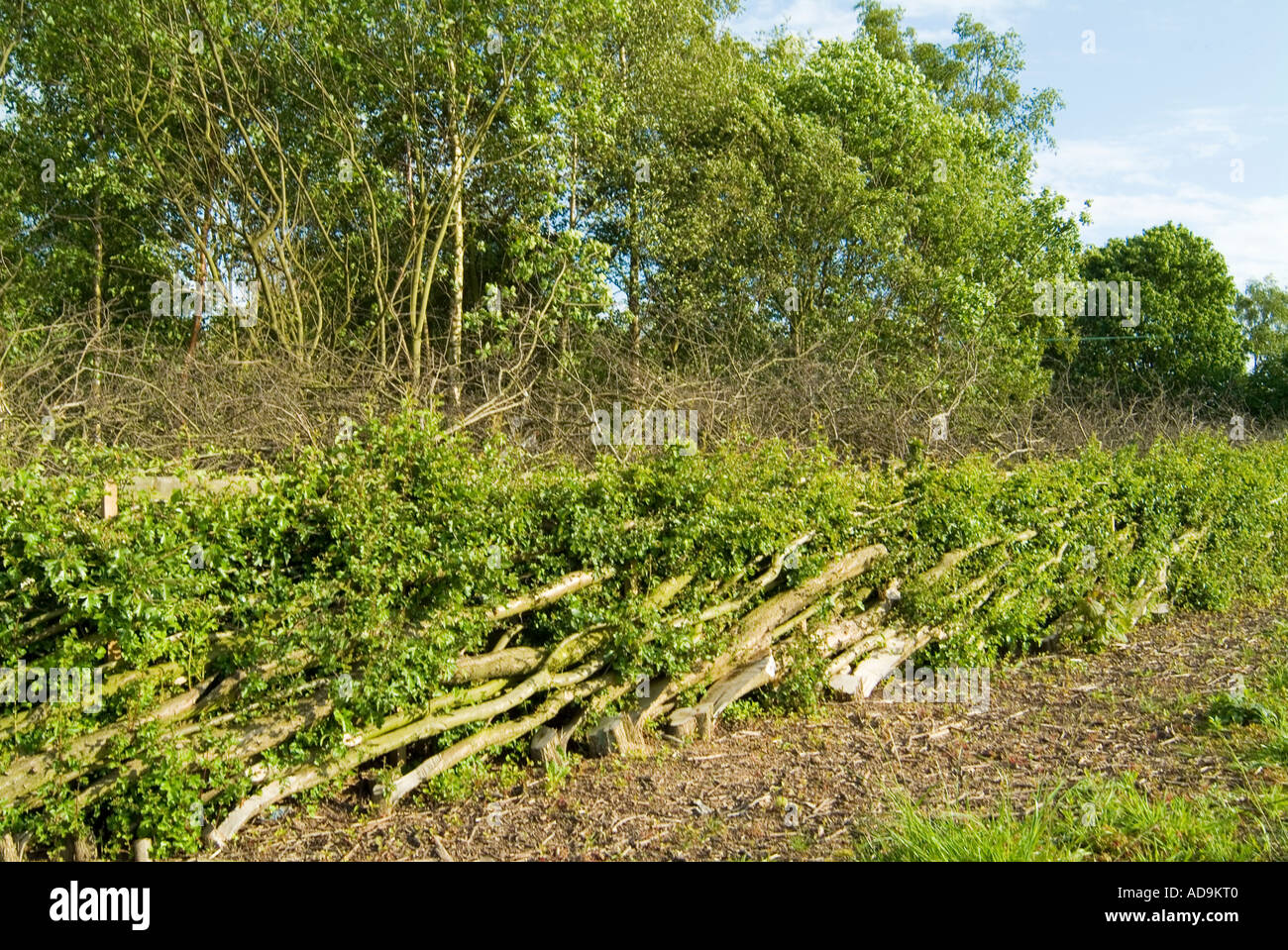 Layered fencing or hedging near Daresbury in Cheshire UK with new ...