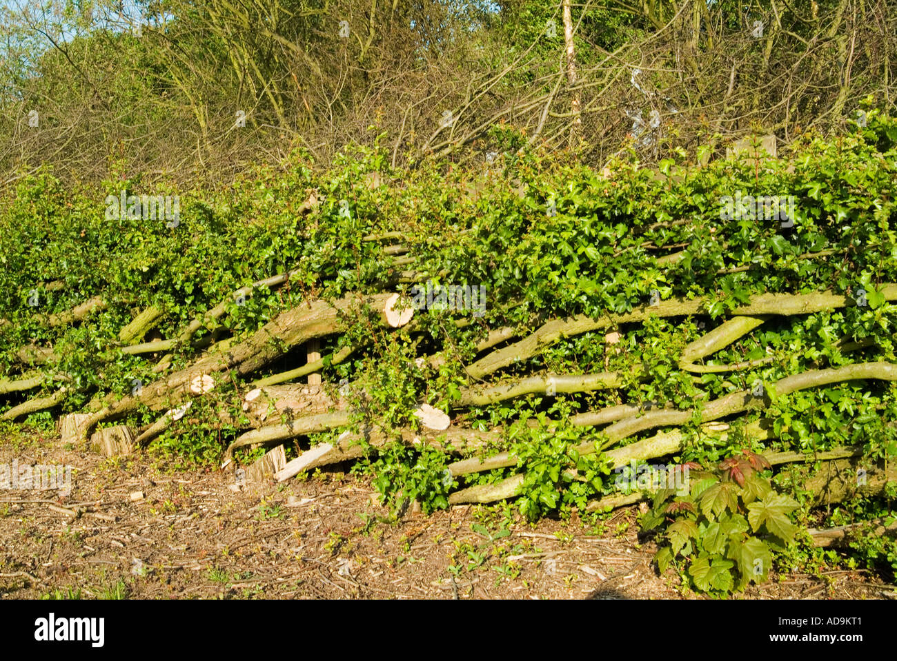 Layered Hedging High Resolution Stock Photography and Images - Alamy