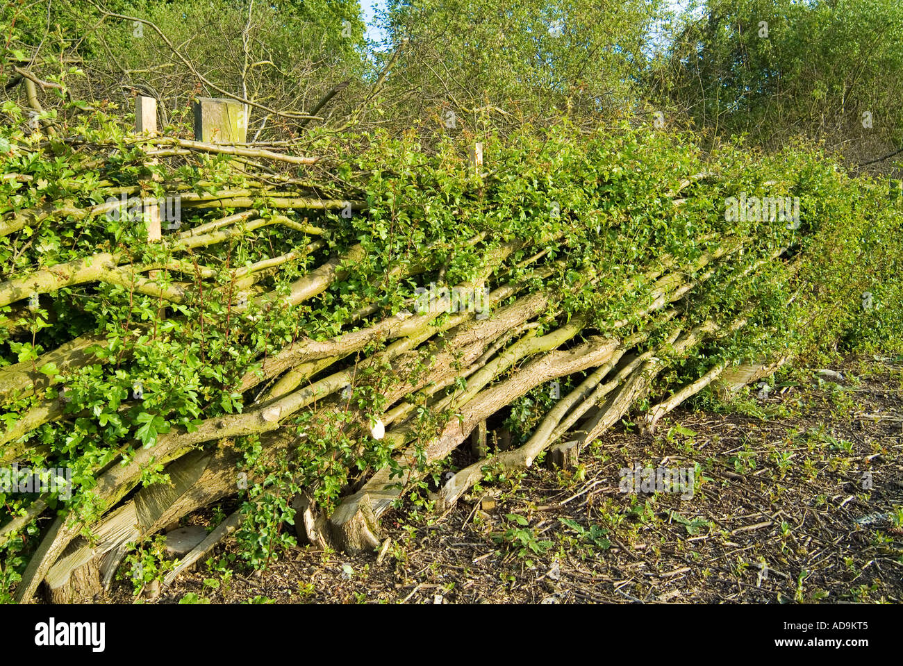 Layered fencing or hedging near Daresbury in Cheshire UK with new ...