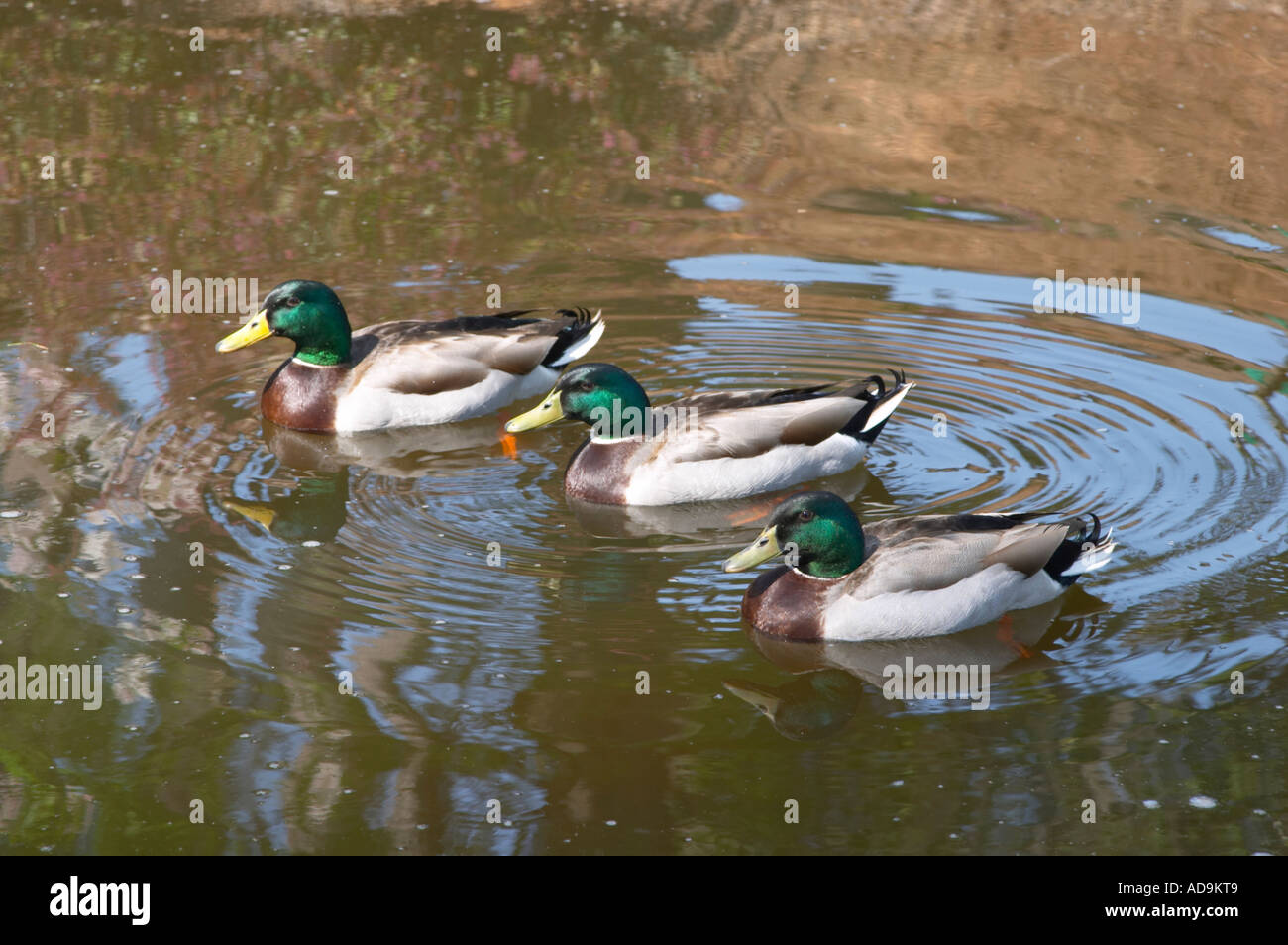Row three mallard ducks hi-res stock photography and images - Alamy