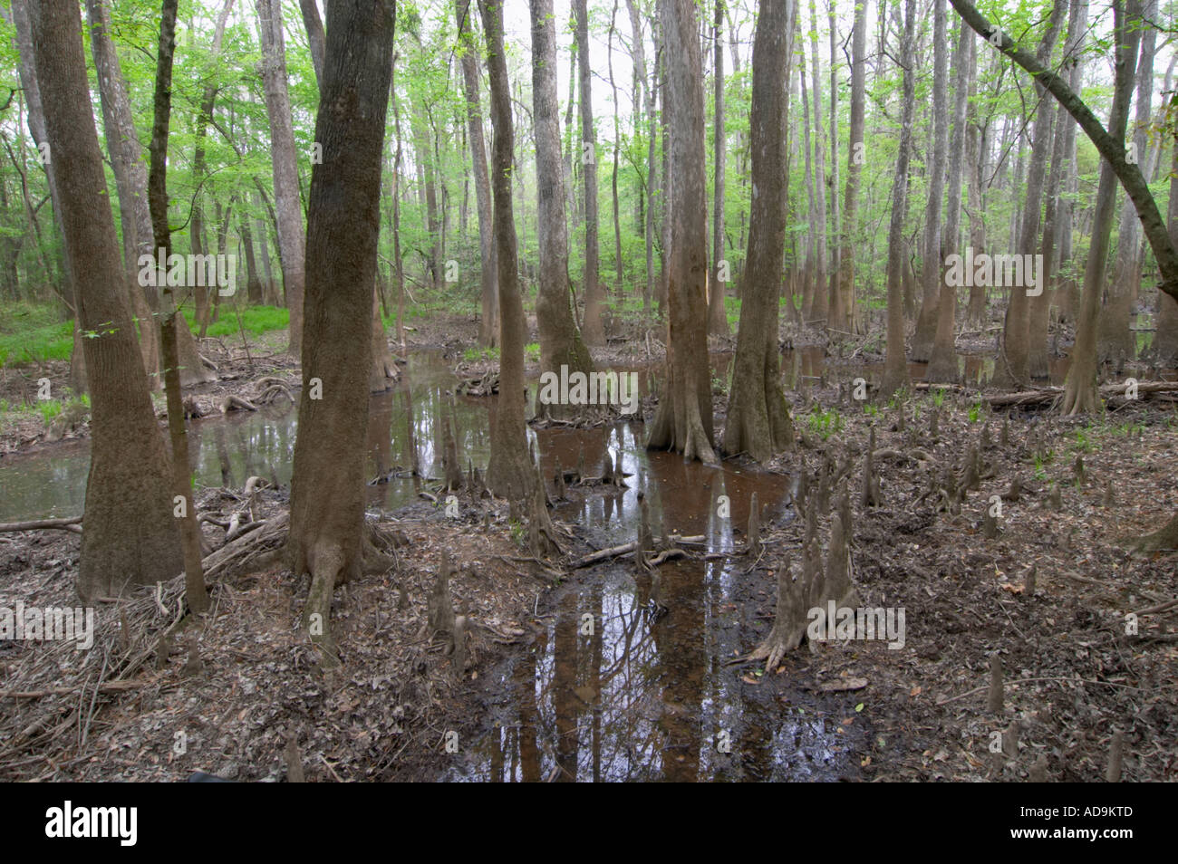 Swamp with Cypress trees in Congaree National Park in South Carolina ...