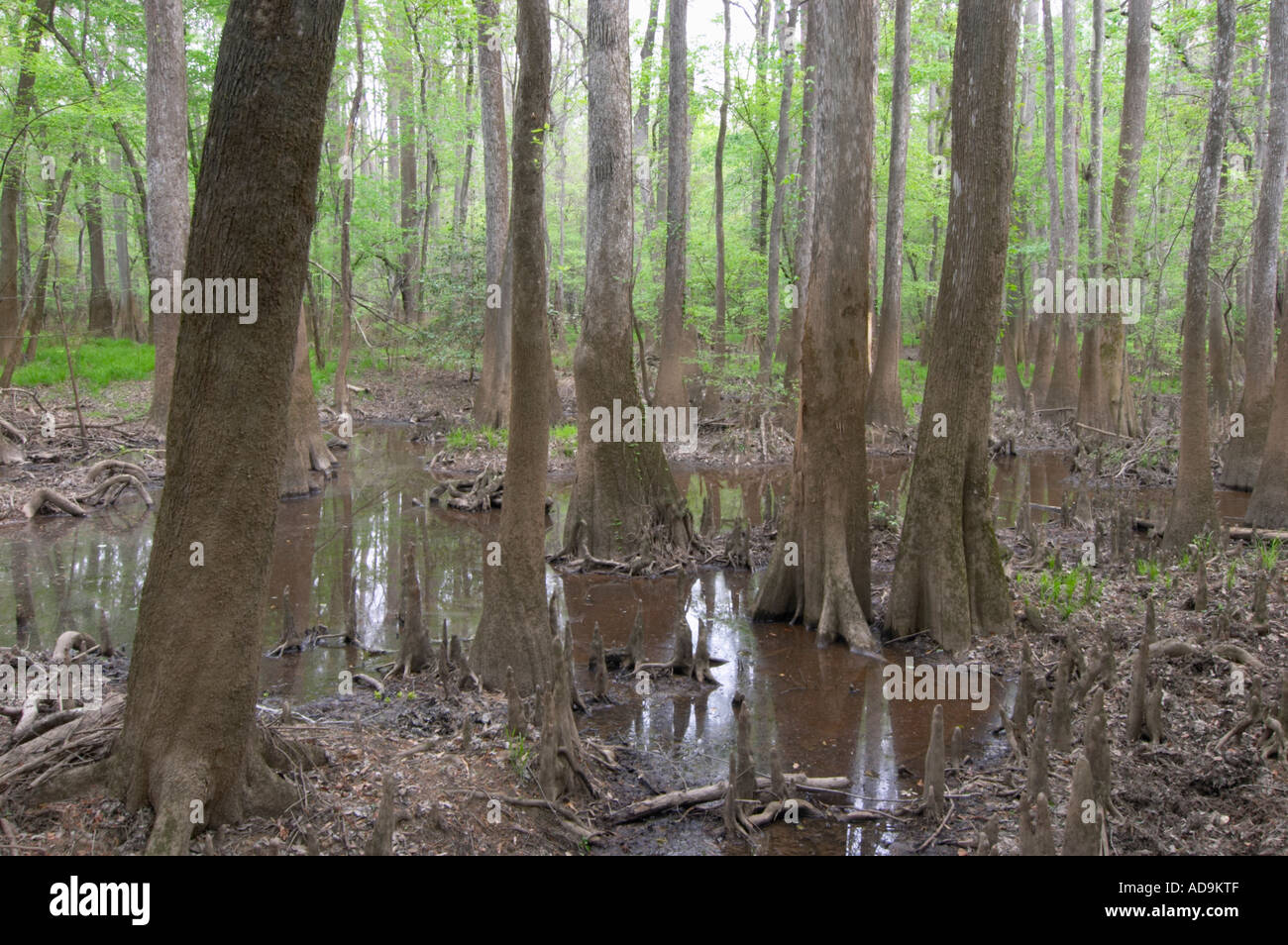 Swamp with Cypress trees in Congaree National Park in South Carolina ...