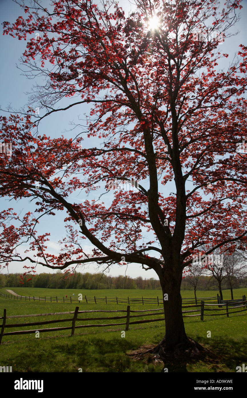 Backlit tree at Knox Farm State Park in East Aurora New York Stock ...