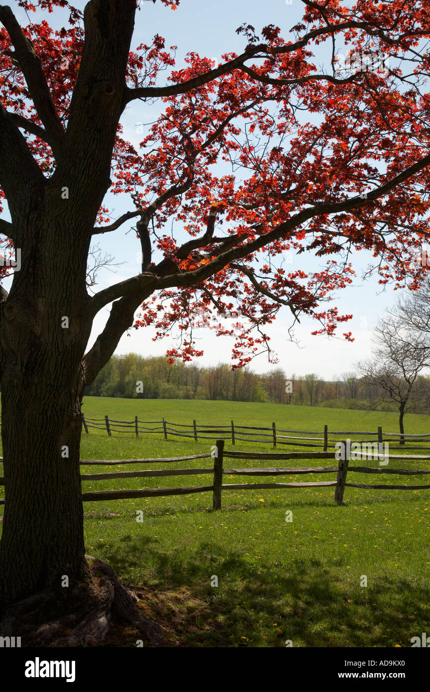 Backlit tree at Knox Farm State Park in East Aurora New York Stock ...