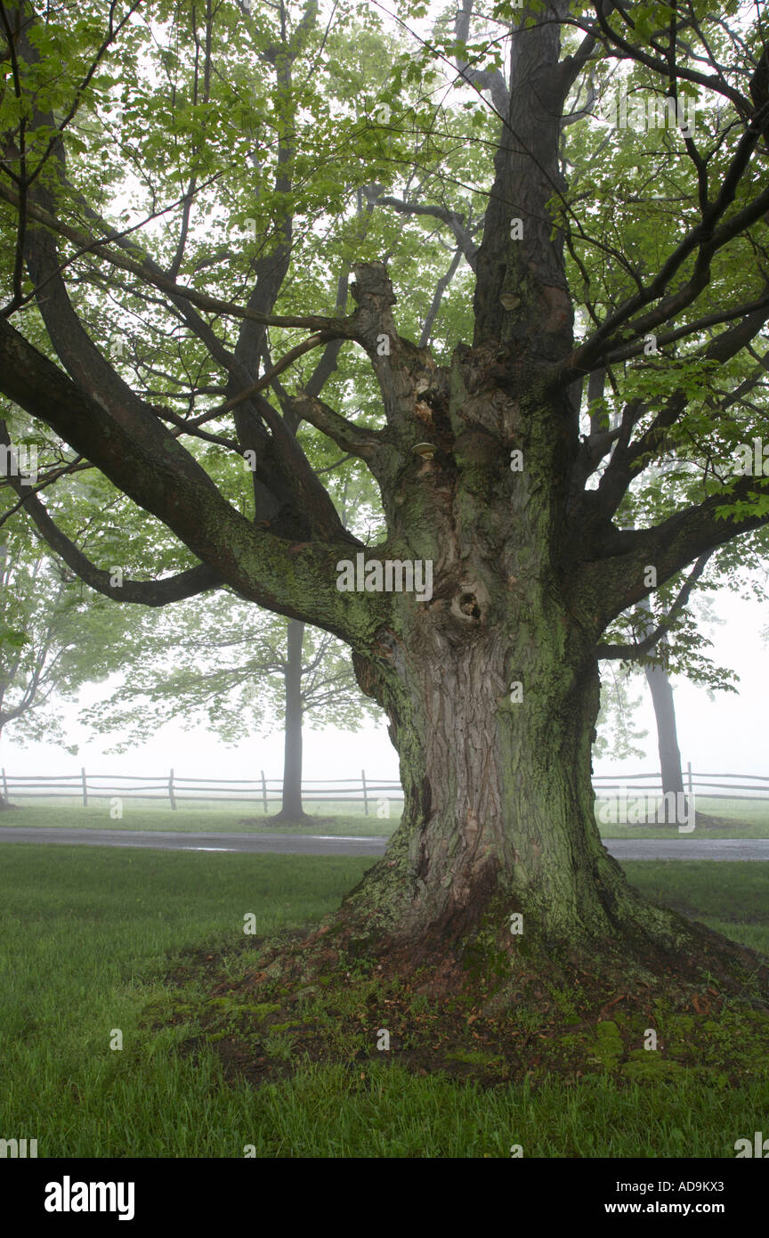 Big old tree at Knox Farm State Park in East Aurora New York Stock ...