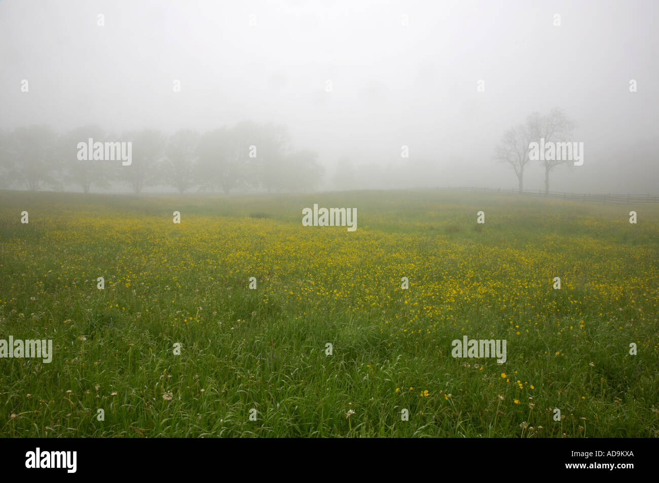 Yellow wildflowers in field in early morning fog at Knox Farm State ...