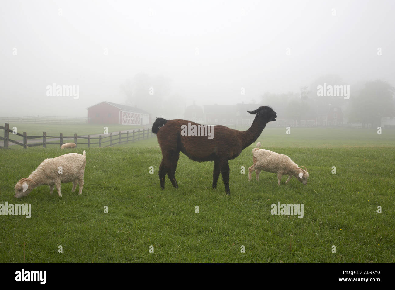Llama and goats in early morning fog at Knox Farm State Park in East ...