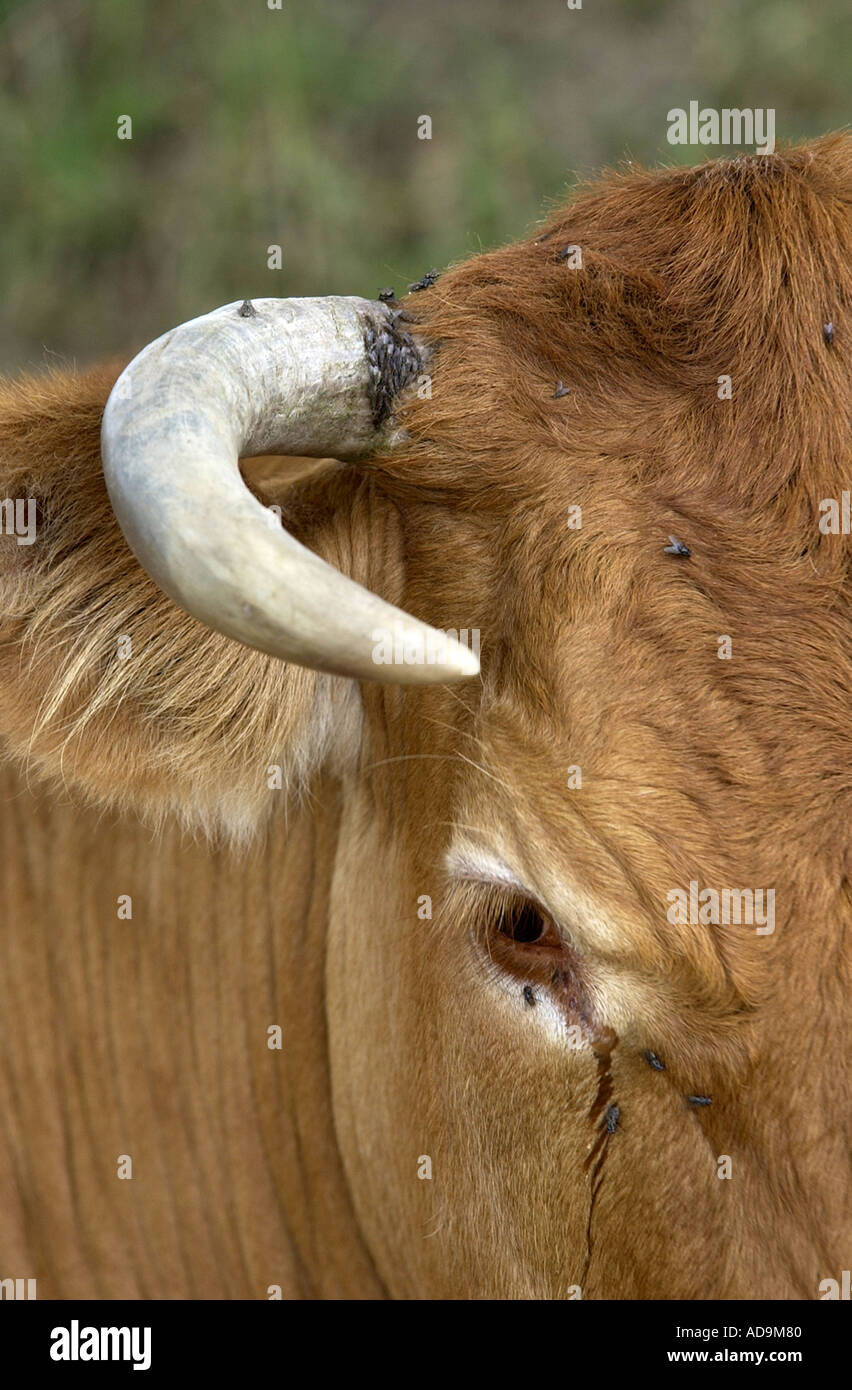 Brown limousin beef cow hi-res stock photography and images - Alamy