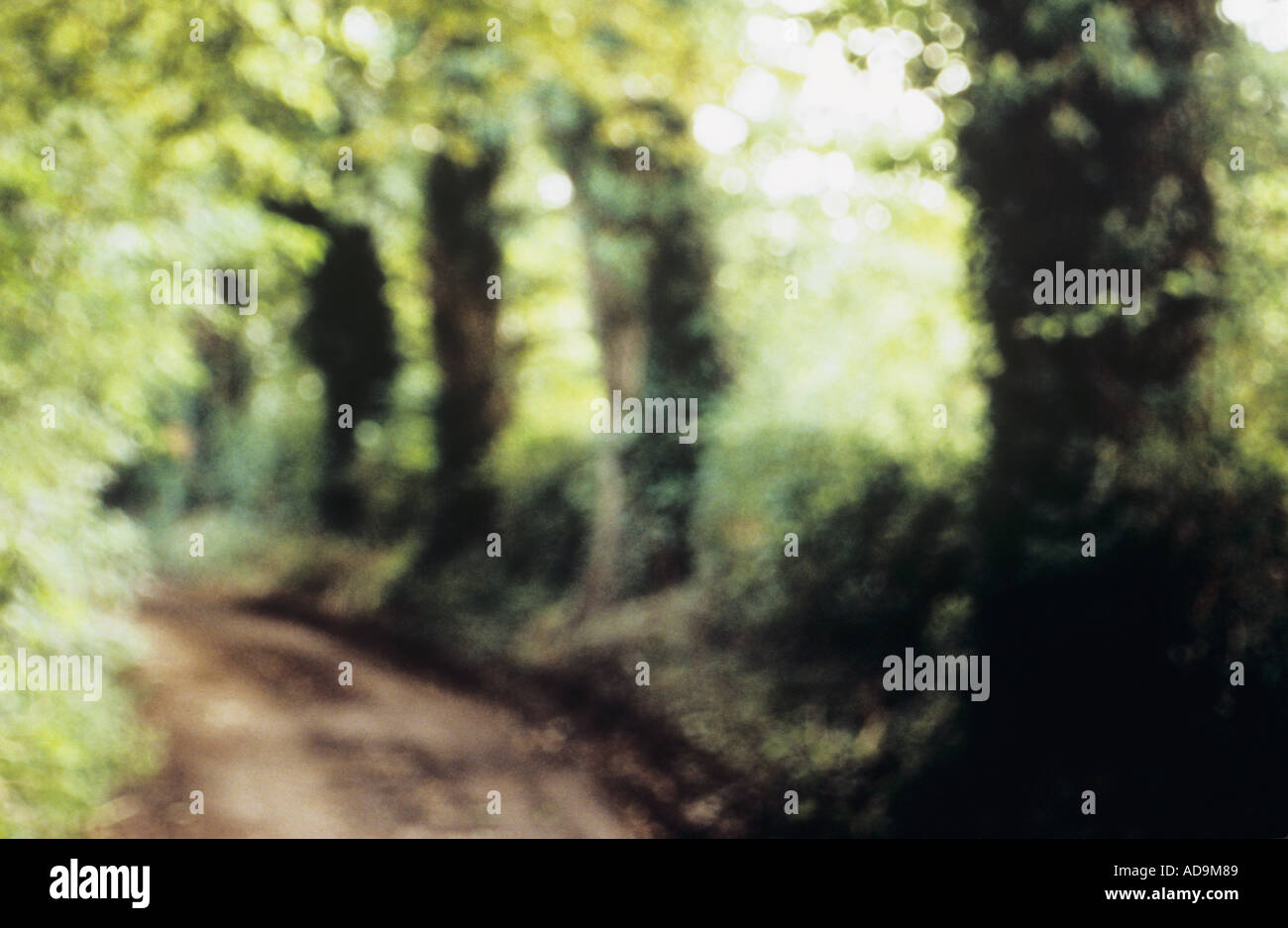 Defocussed country lane or track or road lined with Oak trees beginning ...