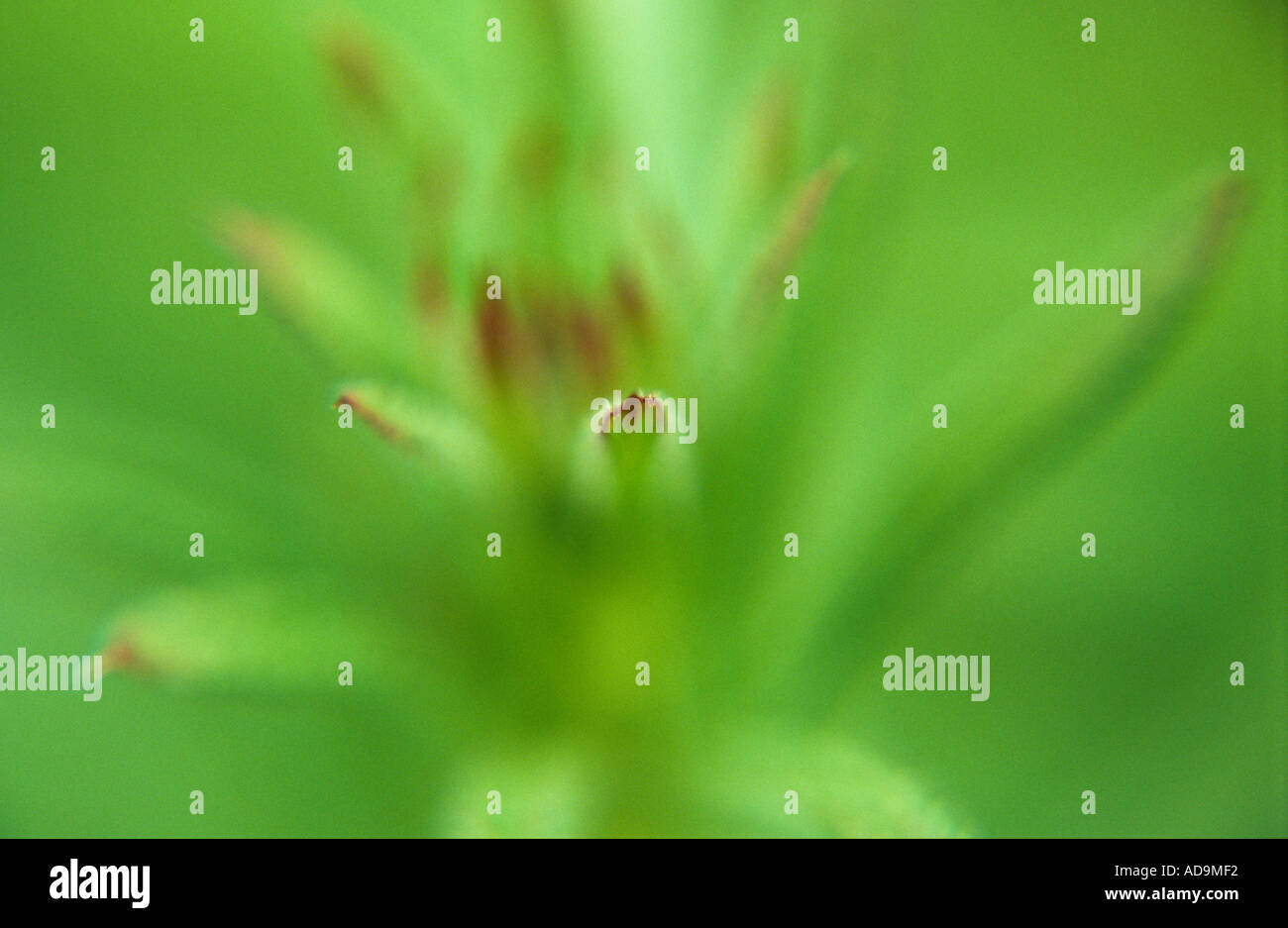 Close up detail of fresh green shoots of Cleavers or Goosegrass or ...