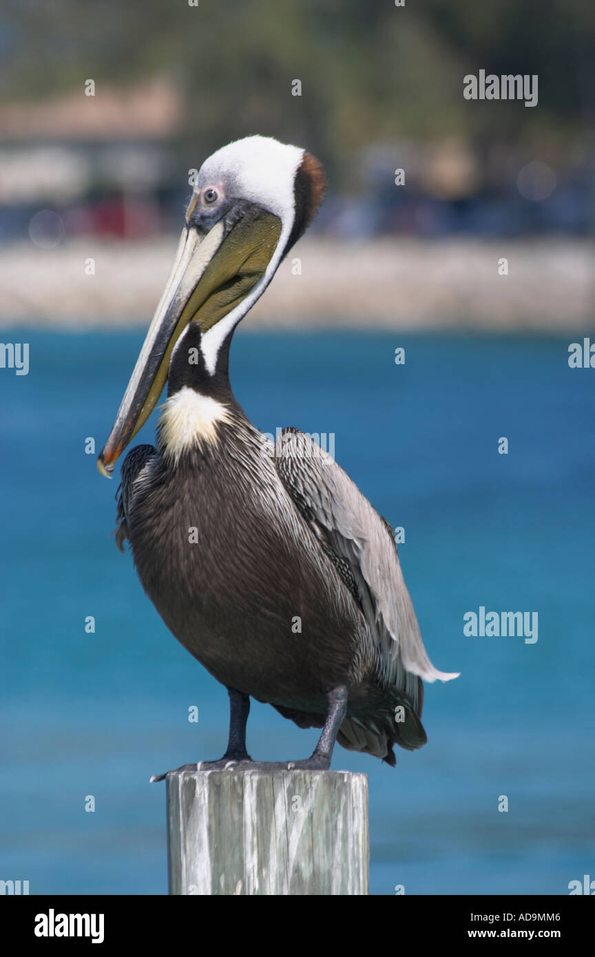 Adult Brown Pelican pelecannus occidentalis with summer plumage in ...