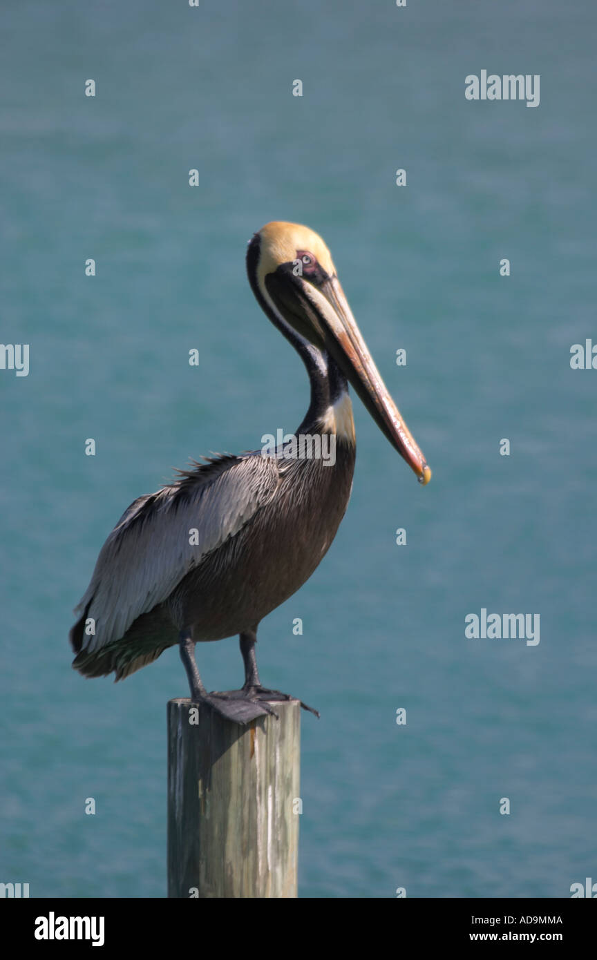 Adult Brown Pelican pelecannus occidentalis with winter plumage in ...